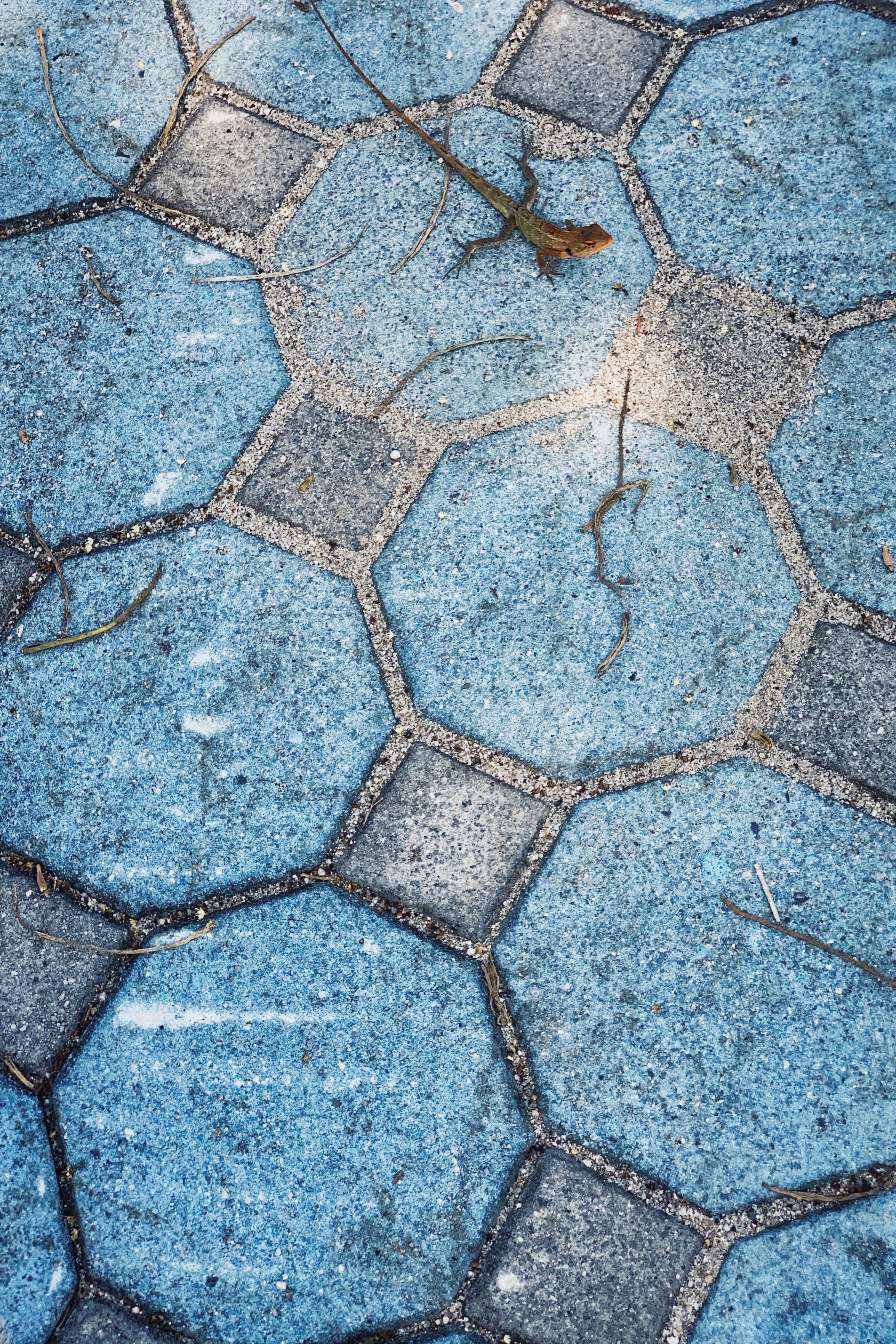 Octagon+Gif Photos, Download The BEST Free Octagon+Gif Stock Photos ...