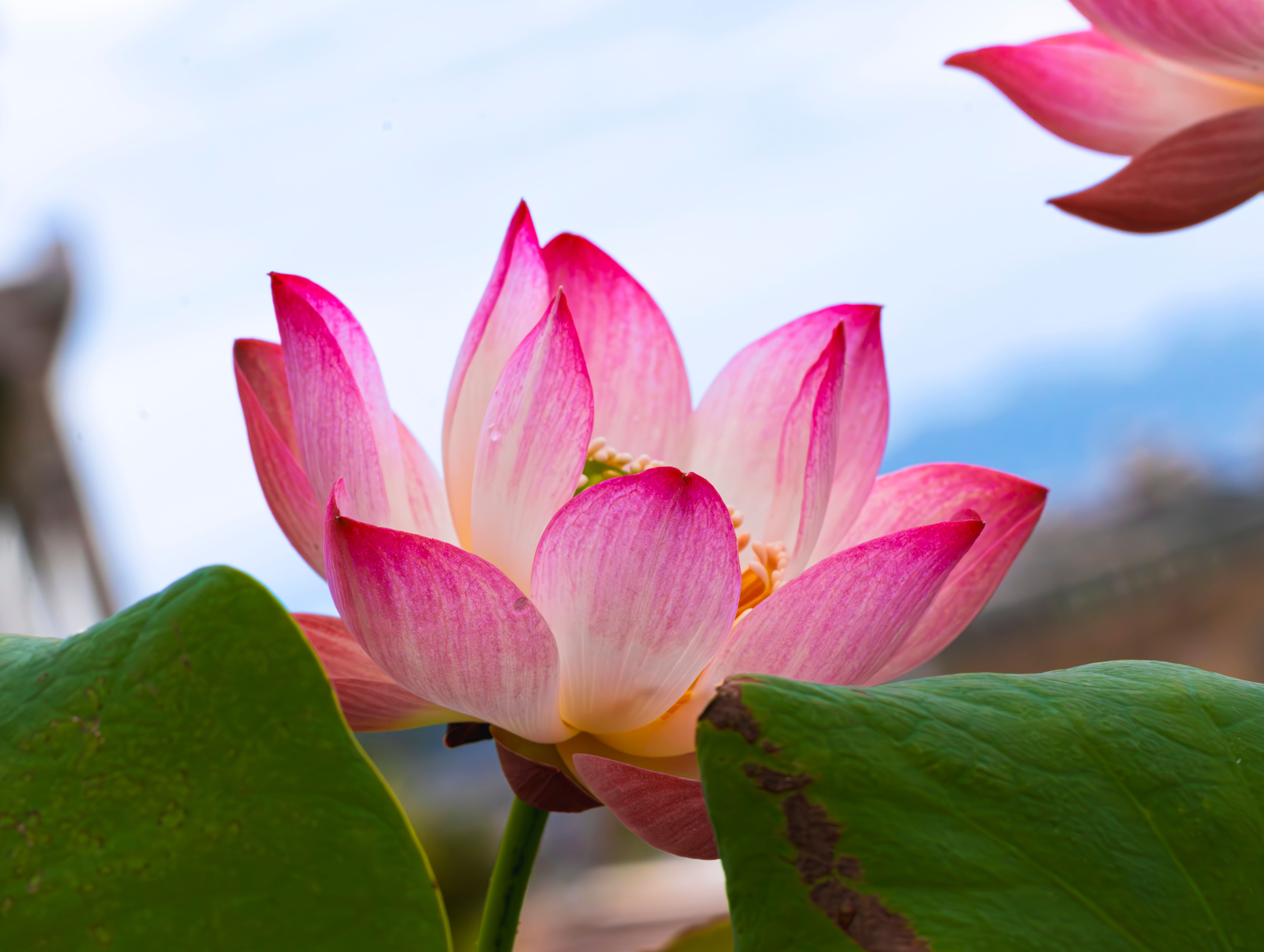 Vibrant Pink Lotus Blossom in Bloom · Free Stock Photo