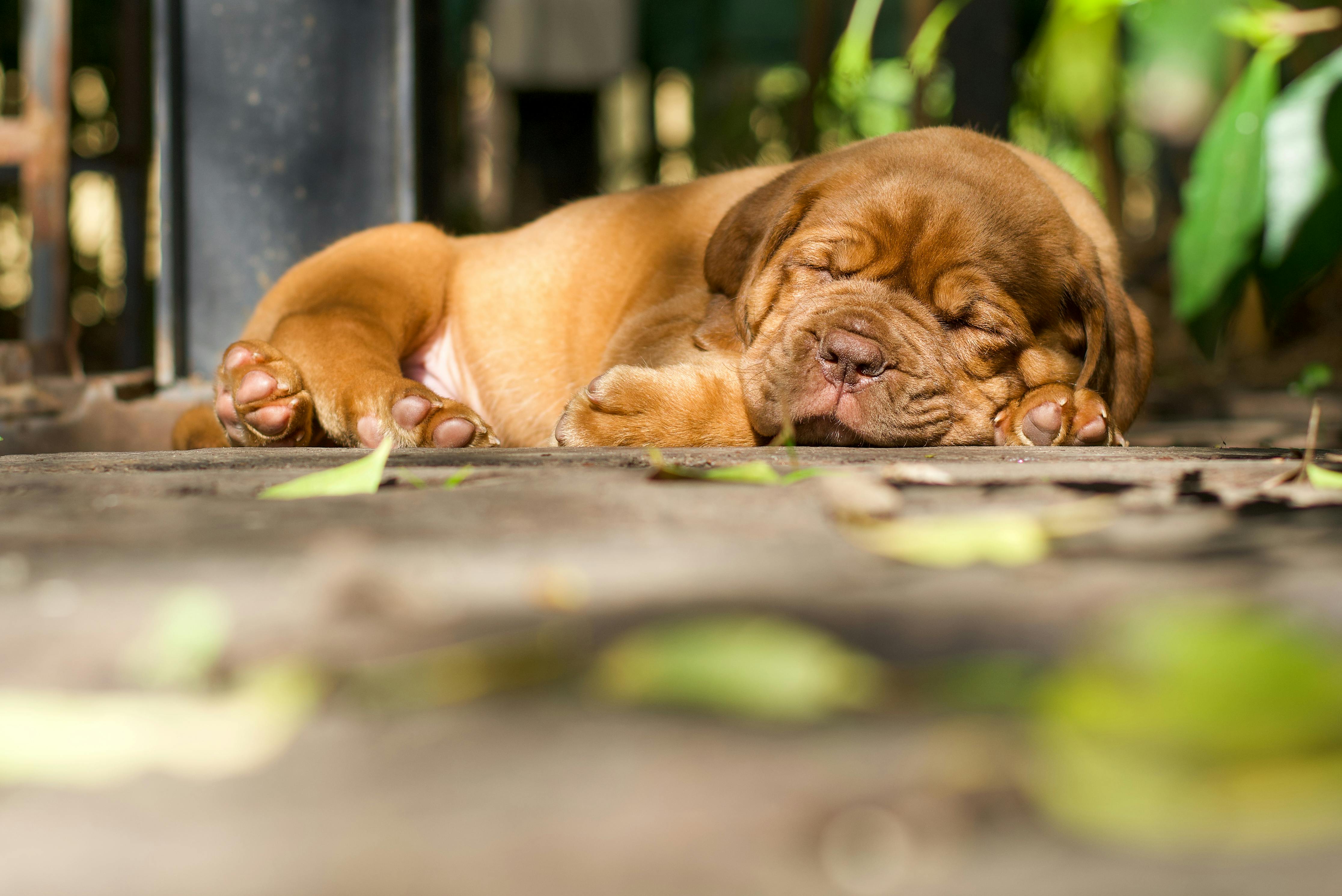 Filhote De Dogue De Bordeaux Fofo Dormindo Pacificamente · Foto ...