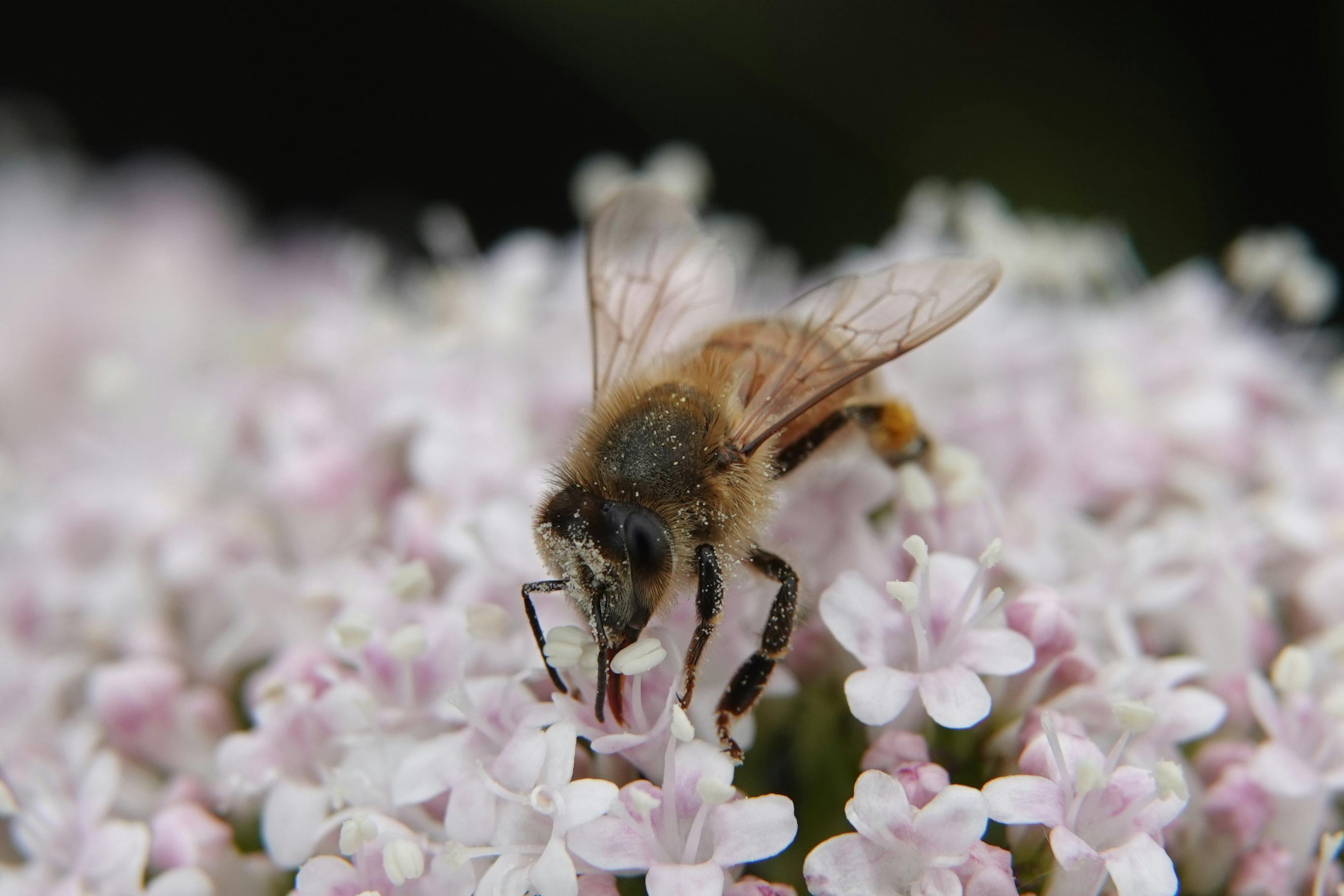 Pollination Photos, Download The BEST Free Pollination Stock Photos ...