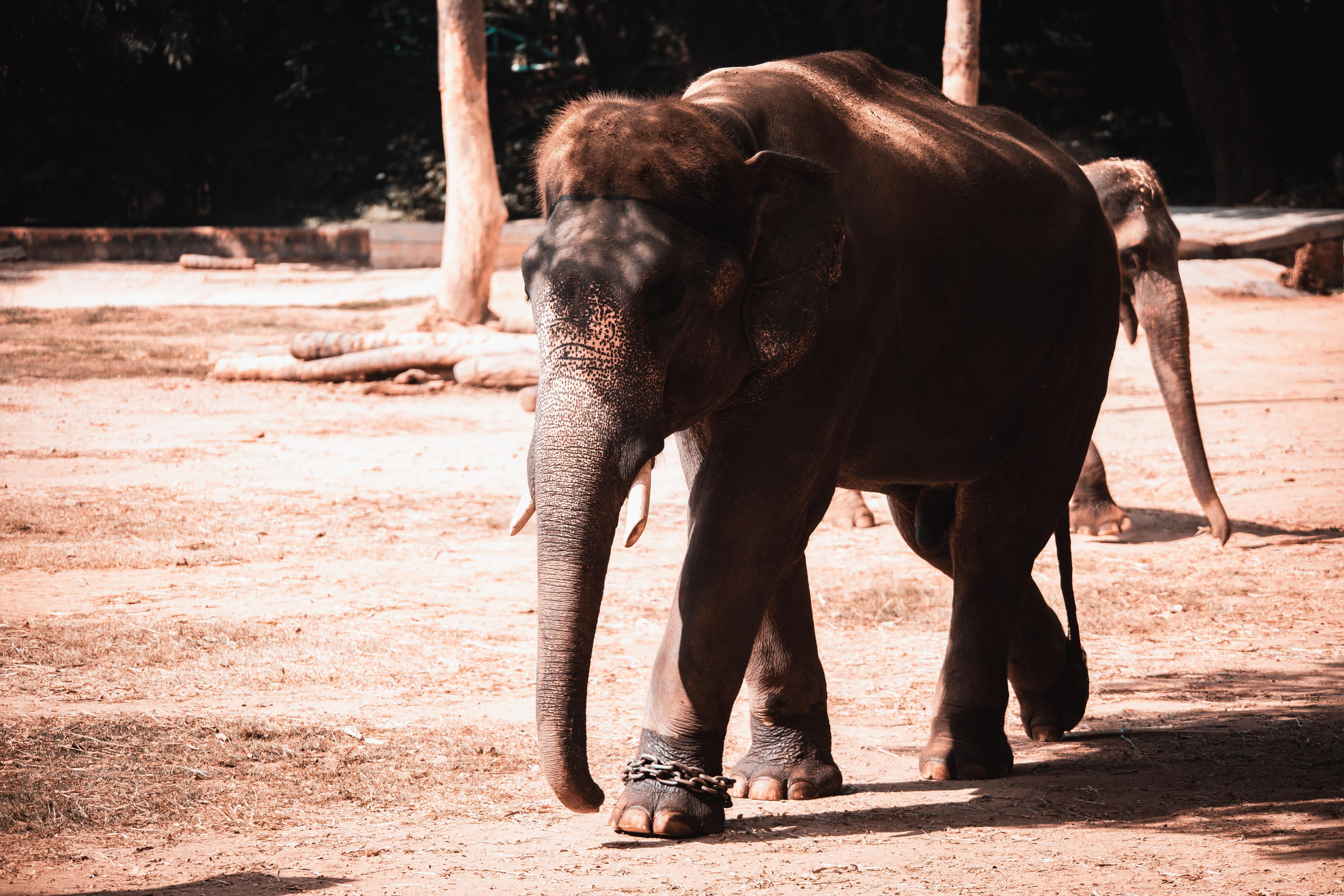 Elephant in Zoo with Chain on Leg in Daylight · Free Stock Photo