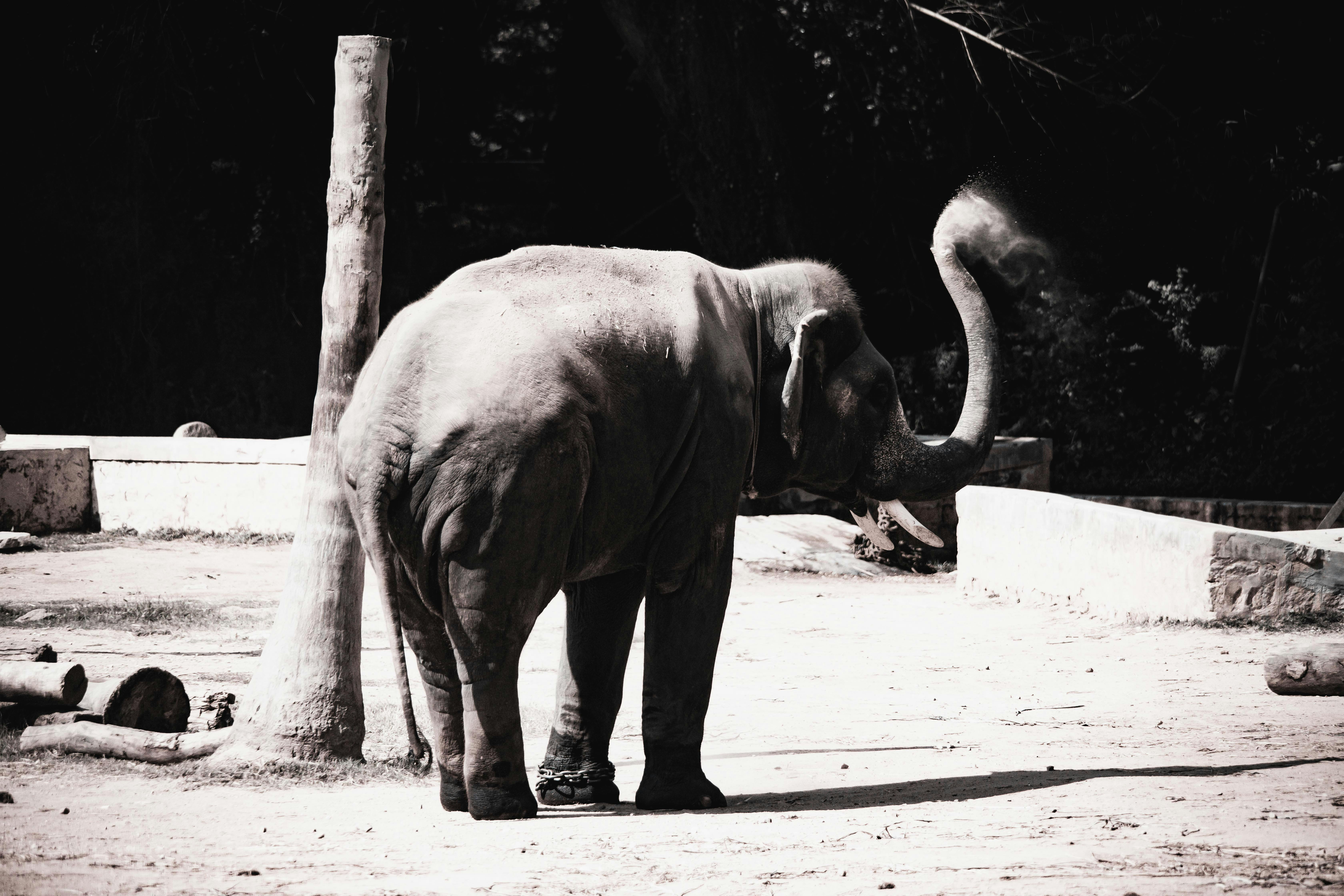 Elephant Raising Trunk Outdoors in Sepia Tone · Free Stock Photo