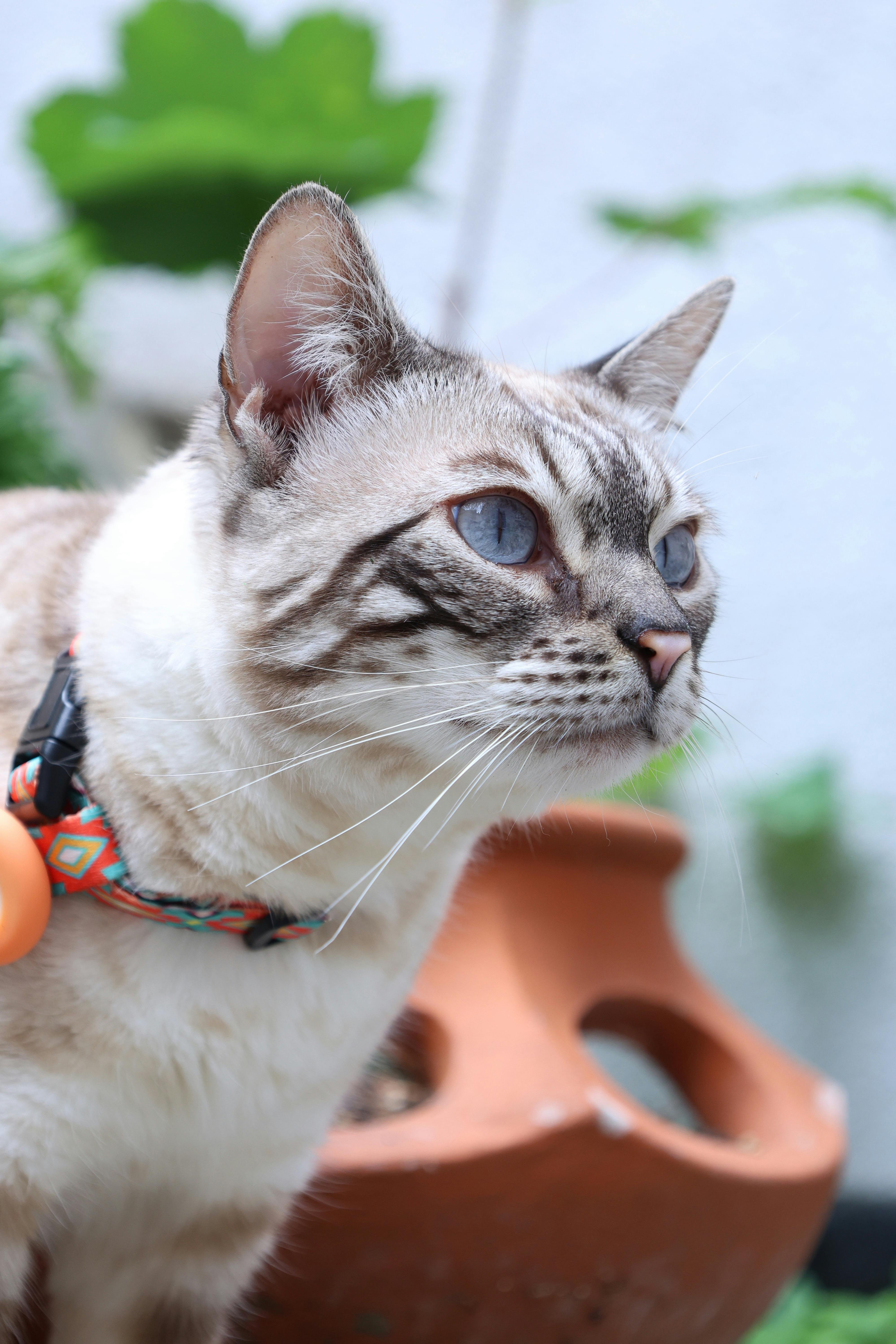 Nonubook+Kitty Photos, Download The BEST Free Nonubook+Kitty Stock ...