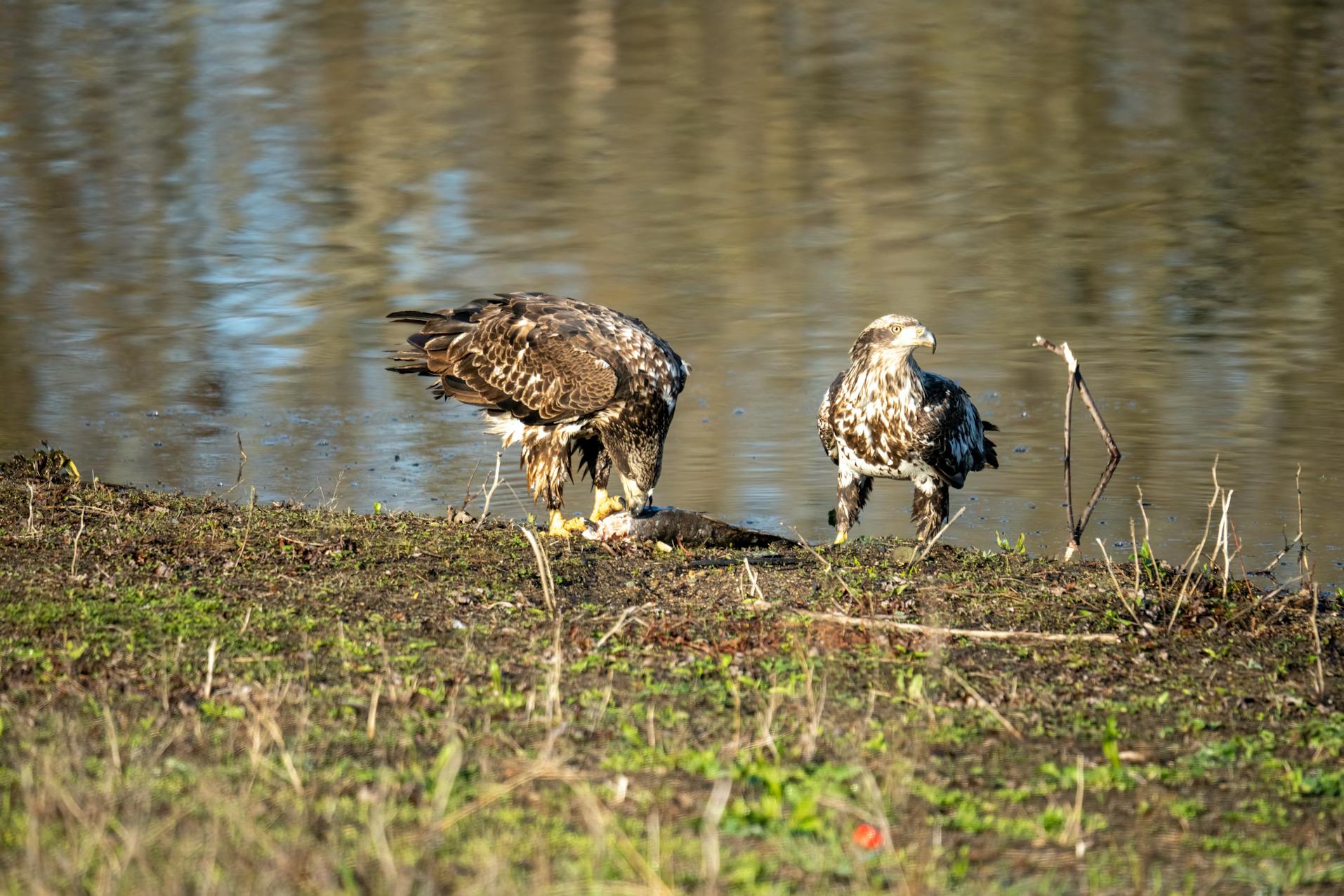 Size of American Bald Eagle Compared to Humans & Other Birds