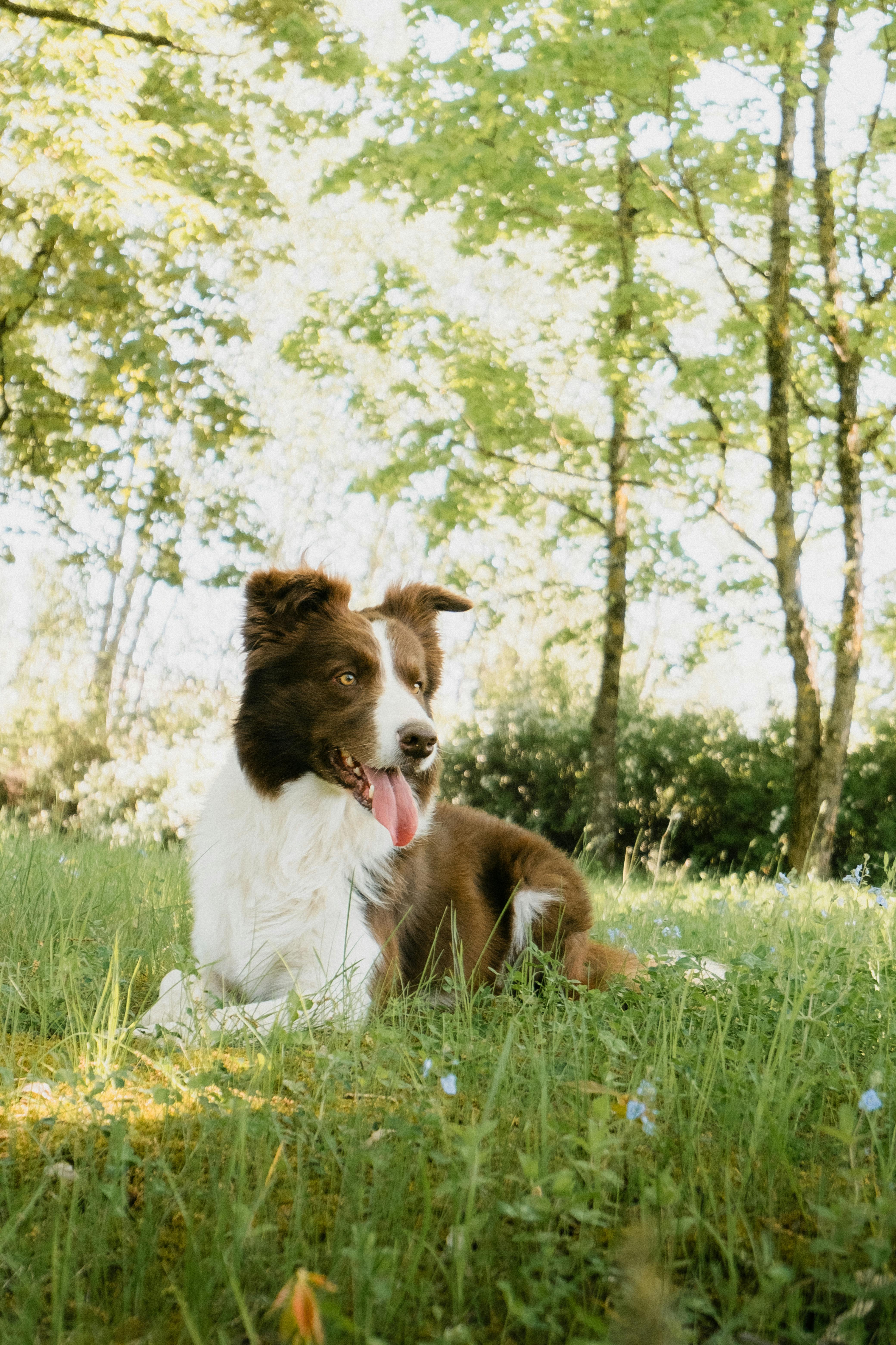 Lush Dog Photos, Download The BEST Free Lush Dog Stock Photos & HD Images