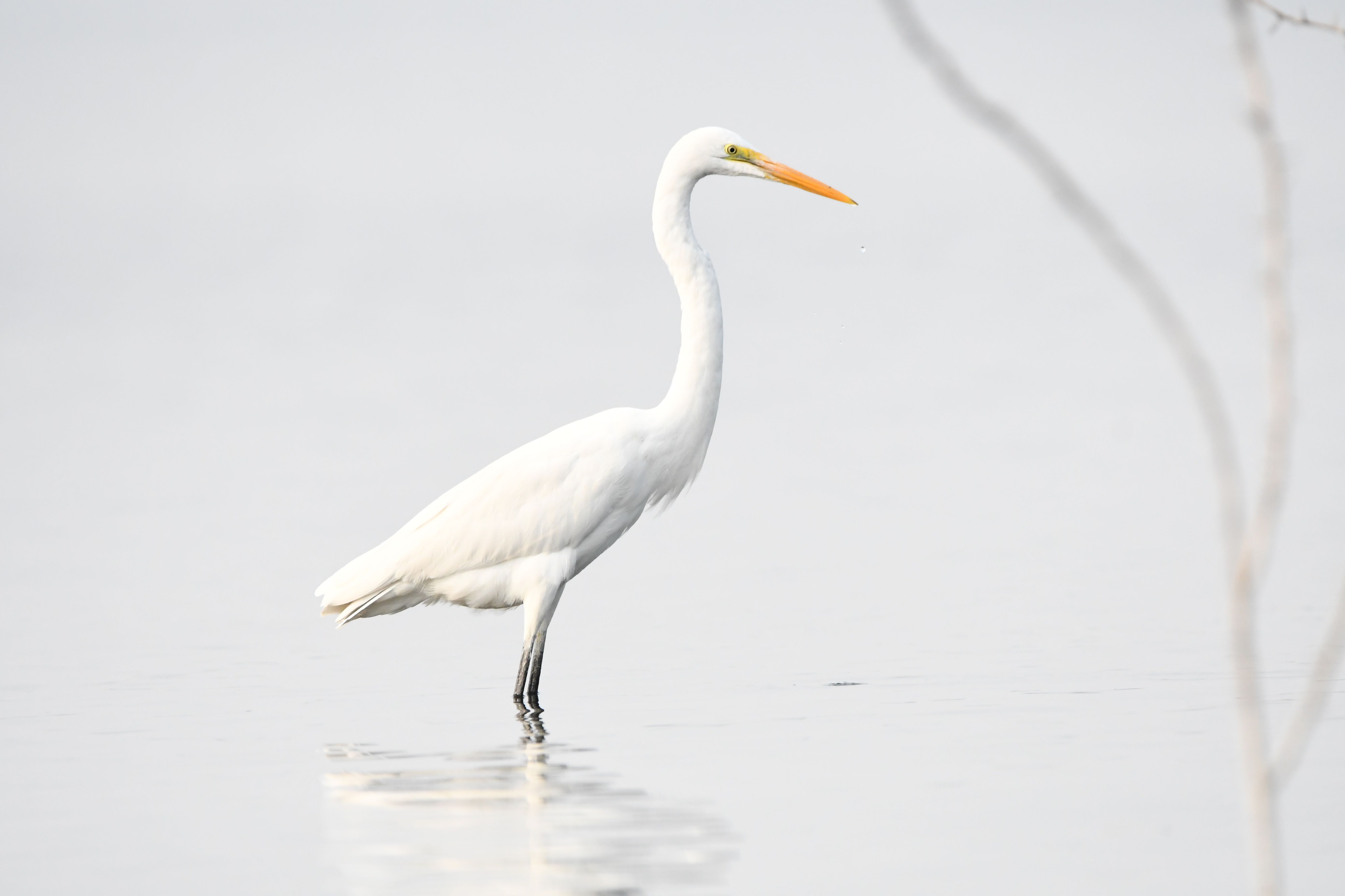 Water Animals Photos, Download The BEST Free Water Animals Stock Photos ...