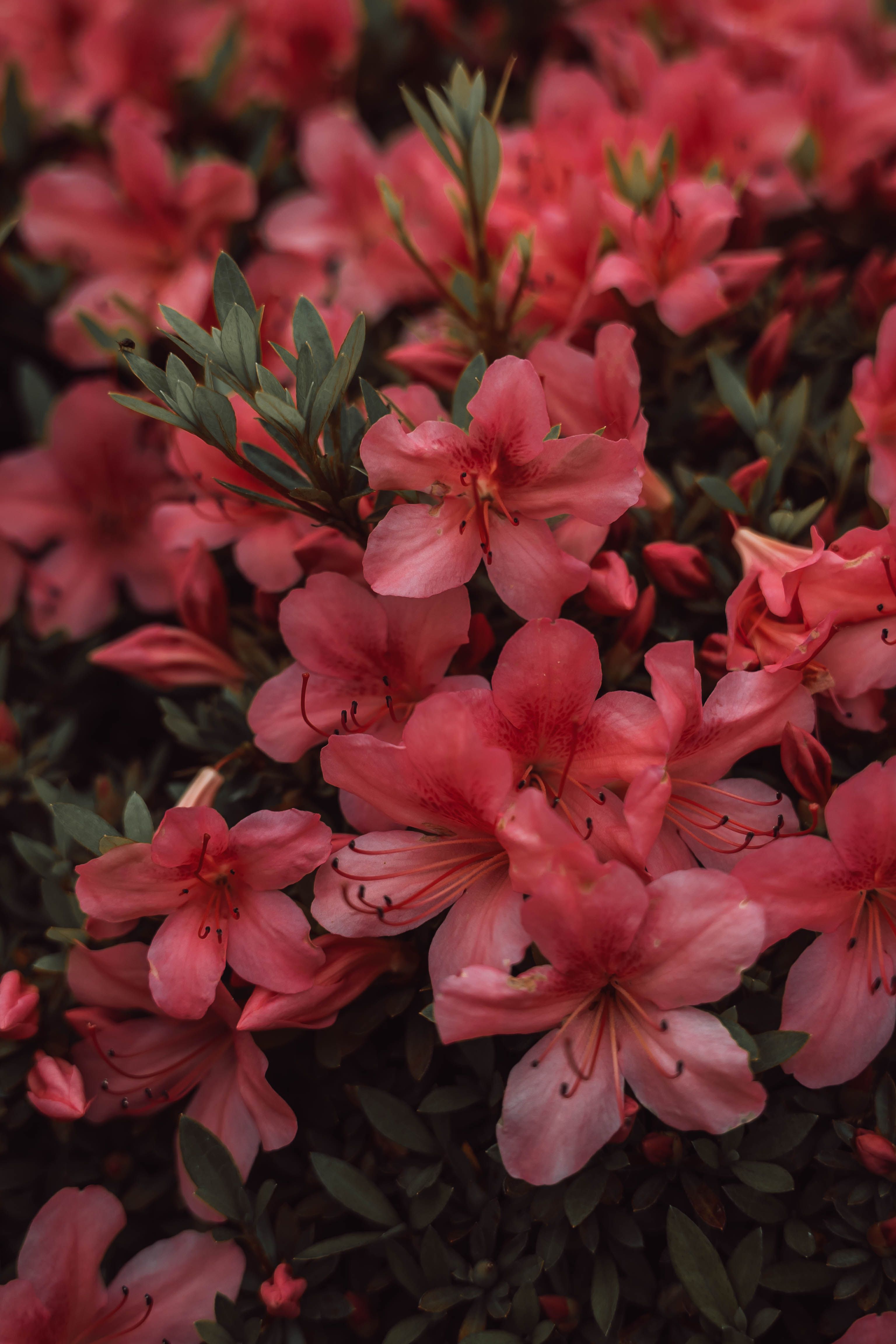 Flowers Garden Photos, Download The BEST Free Flowers Garden Stock ...