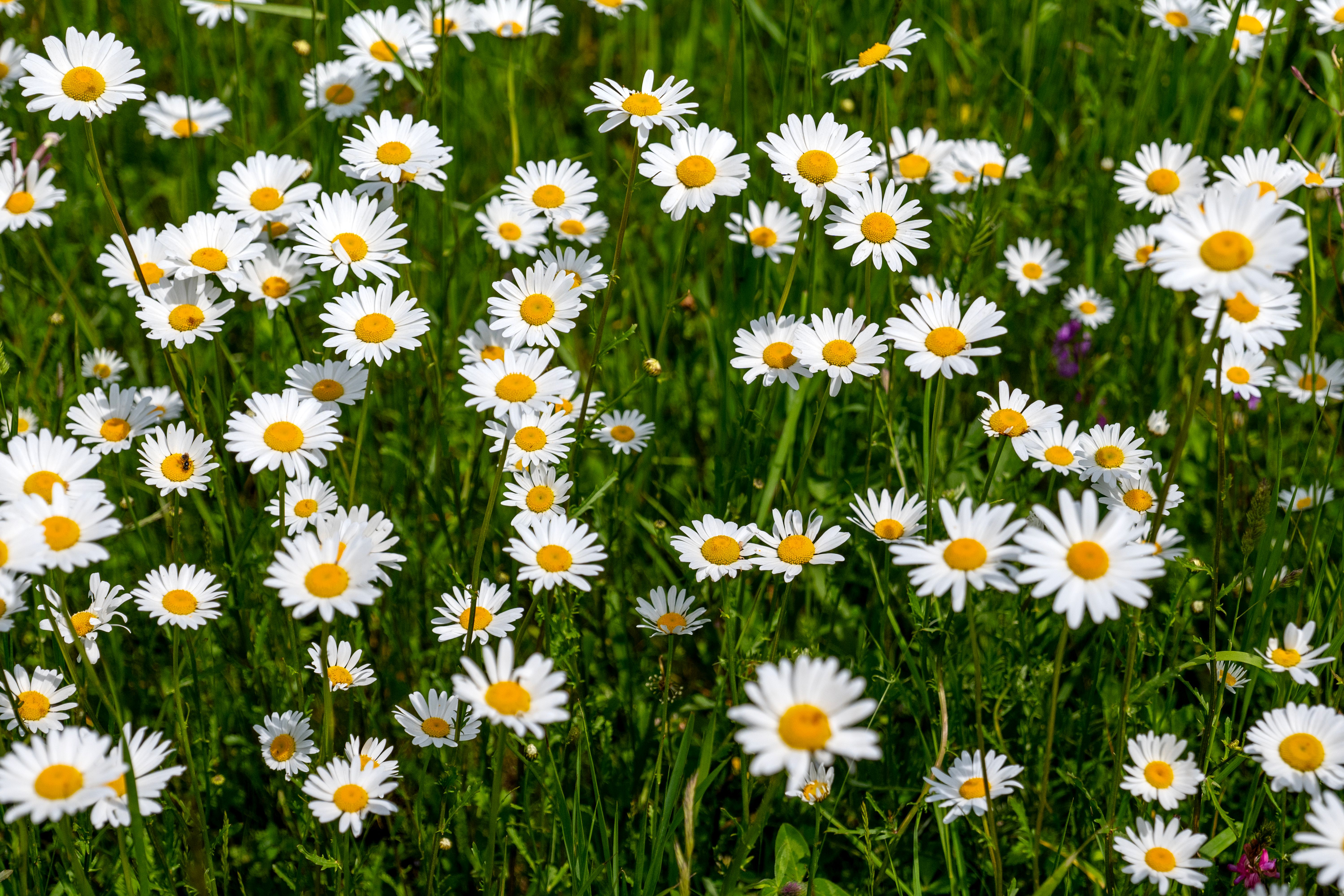 Blooming Daisy Field in Tbilisi, Georgia · Free Stock Photo