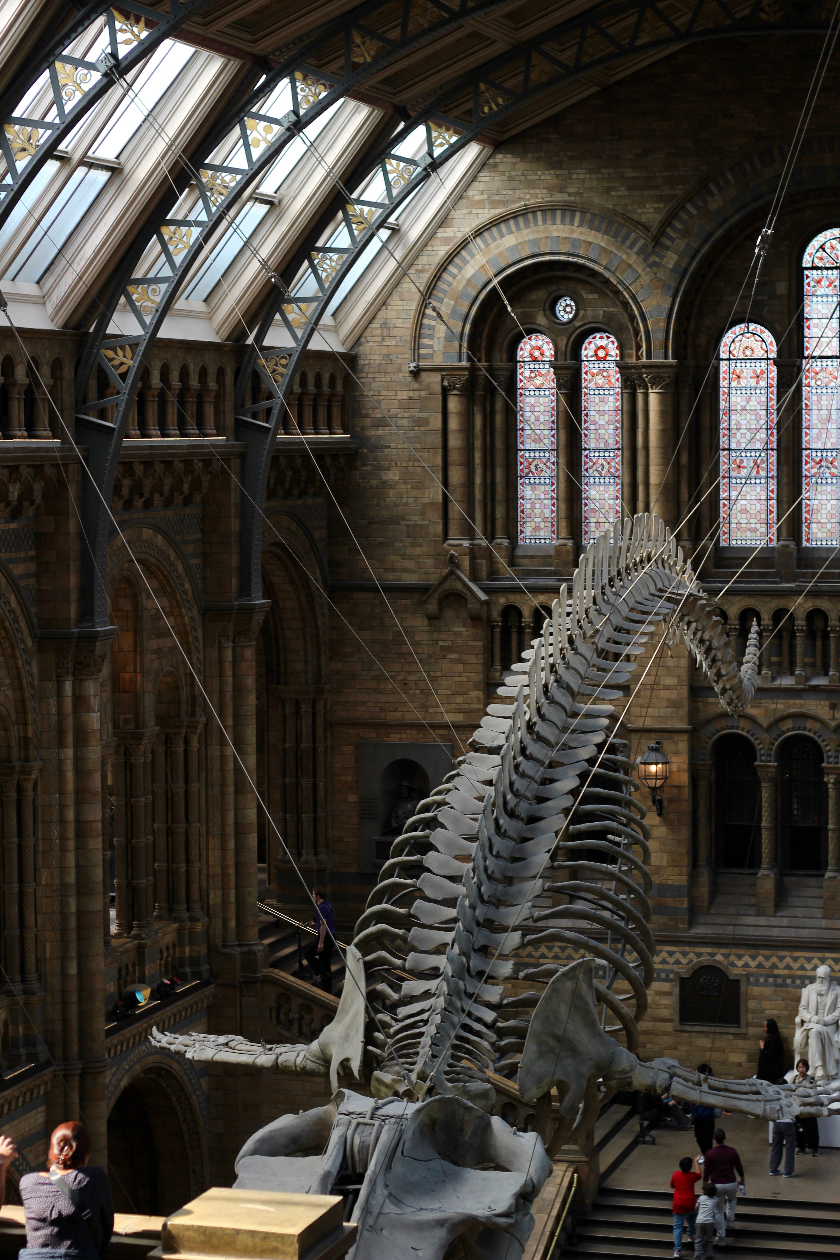 Whale Skeleton Display in London's Natural History Museum · Free Stock ...
