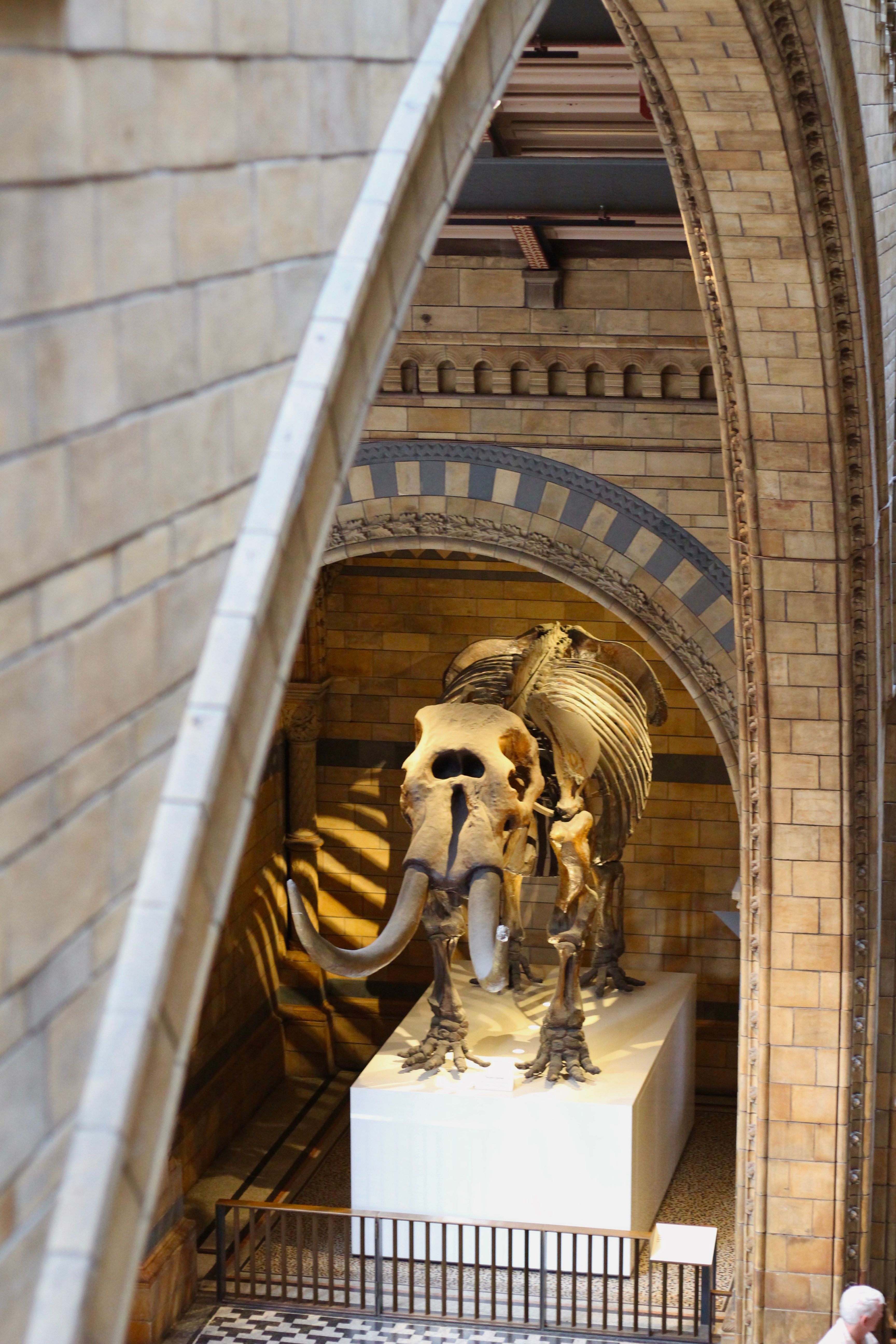 Elephant Fossil Display at English Museum · Free Stock Photo