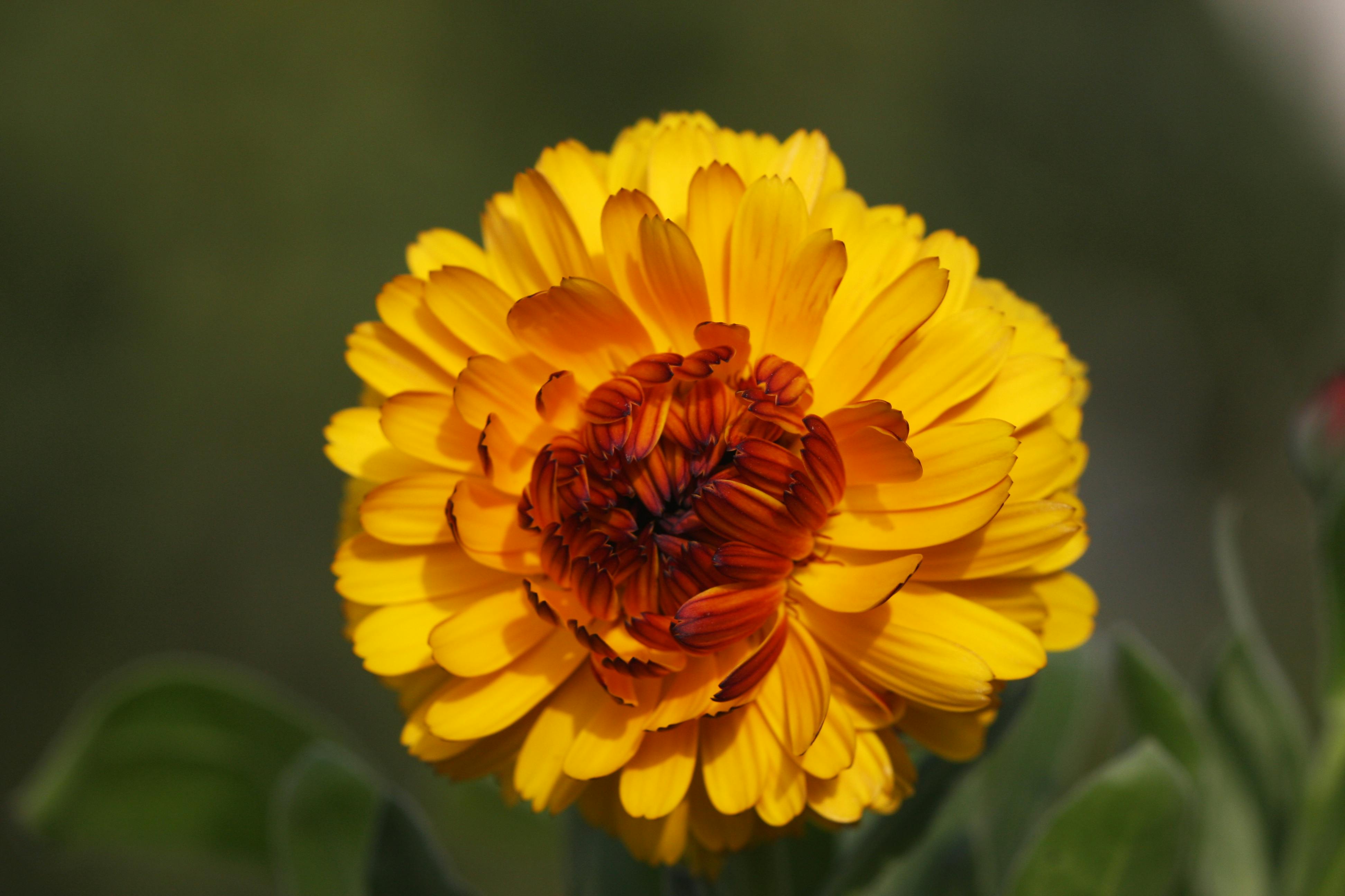 Tum+Tum+Tum+Sahor+Wallpaper Photos, Download The BEST Free Tum+Tum+Tum ...