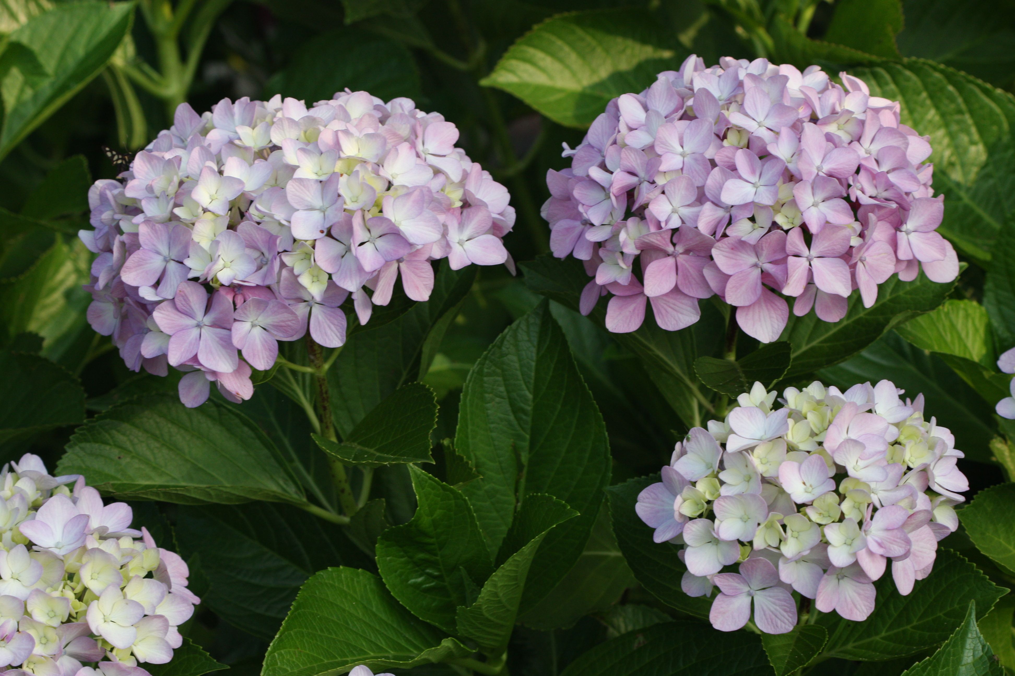 Hydrangea Flower 4k Photos, Download The BEST Free Hydrangea Flower 4k ...