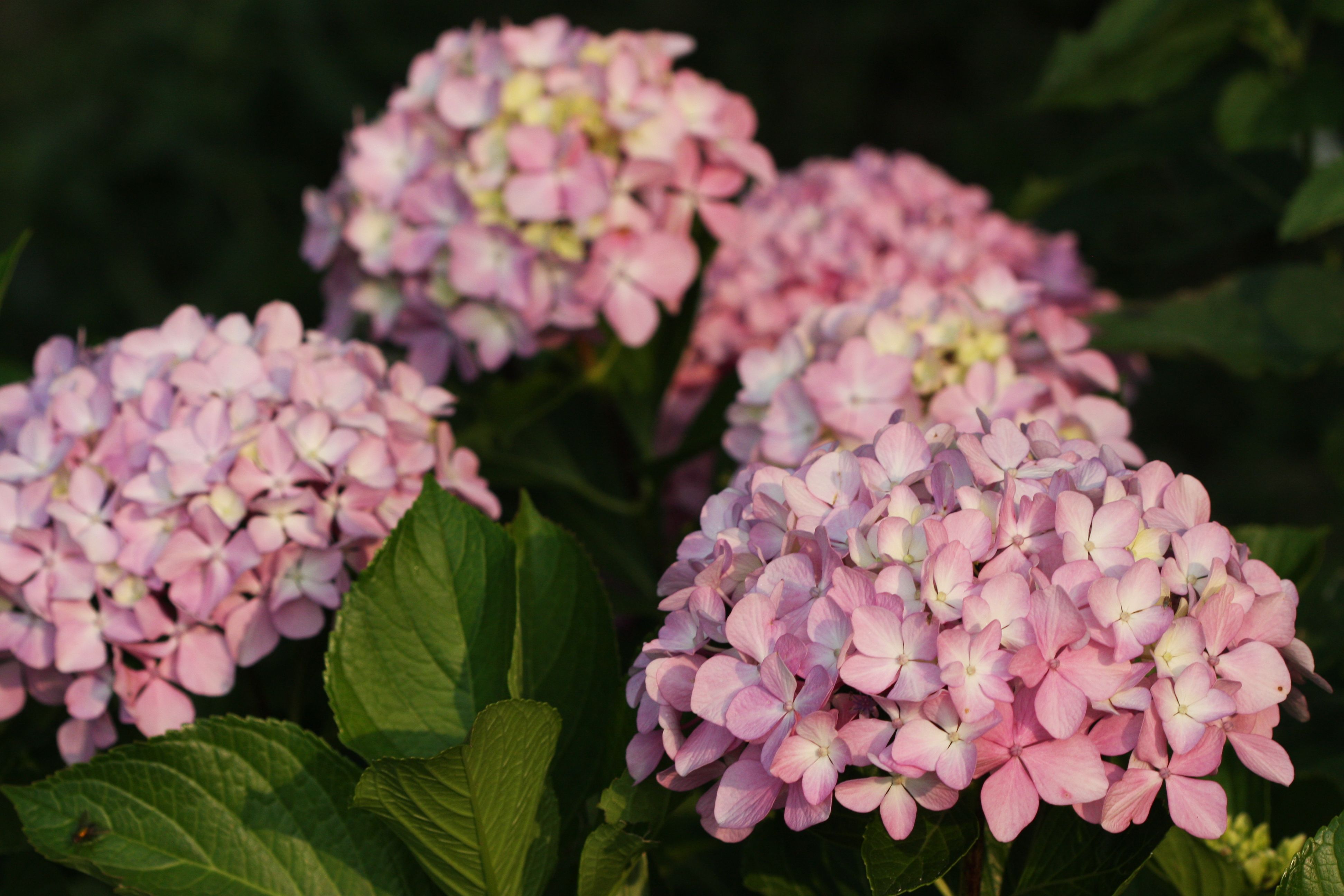 4k Wallpaper Hydrangeas Photos, Download The BEST Free 4k Wallpaper ...