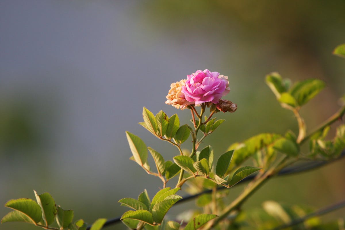 Rose No Background Photos, Download The BEST Free Rose No Background ...