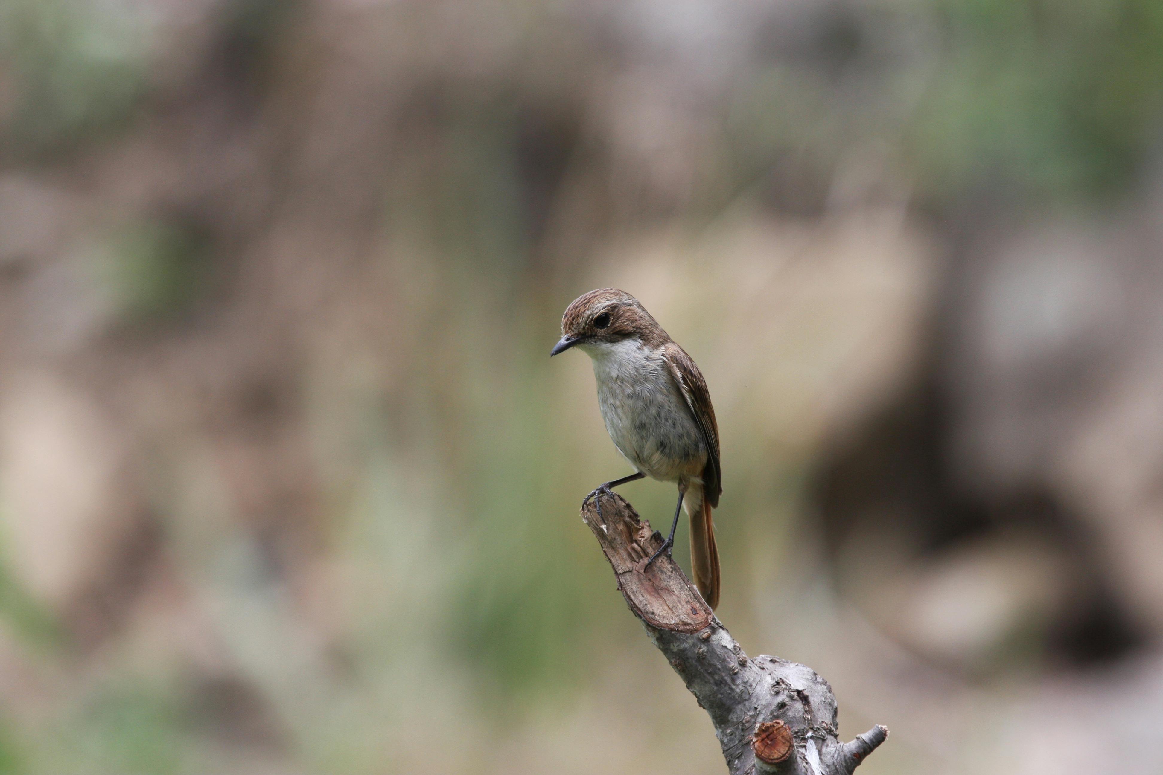 Cybersigilism Wallpaper Photos, Download The BEST Free Cybersigilism ...