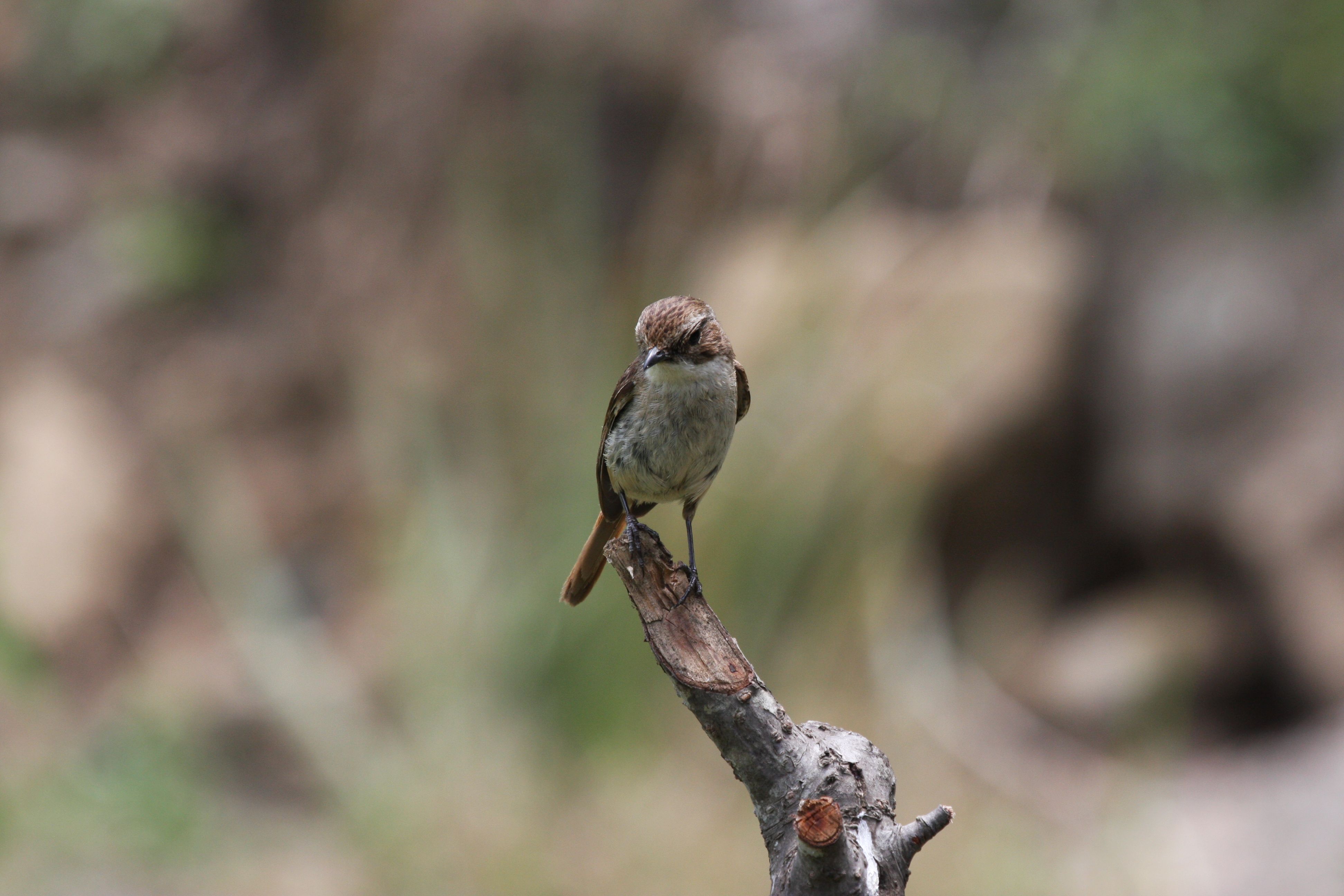 Small Bird Perching on a Branch in Natural Habitat · Free Stock Photo