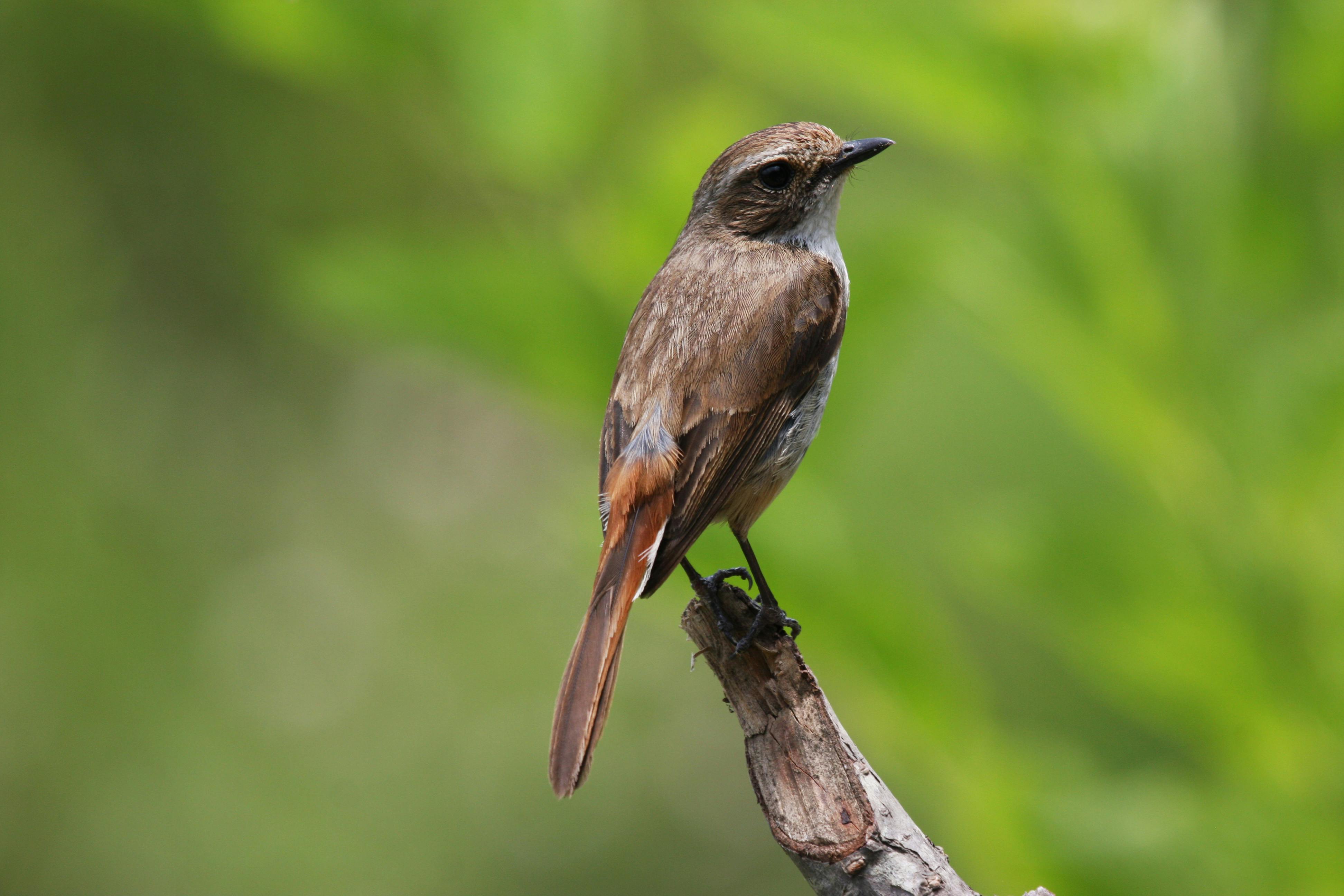 100.000+ Scroller+girls+small+size+hd Bilder und Fotos · Kostenlos ...