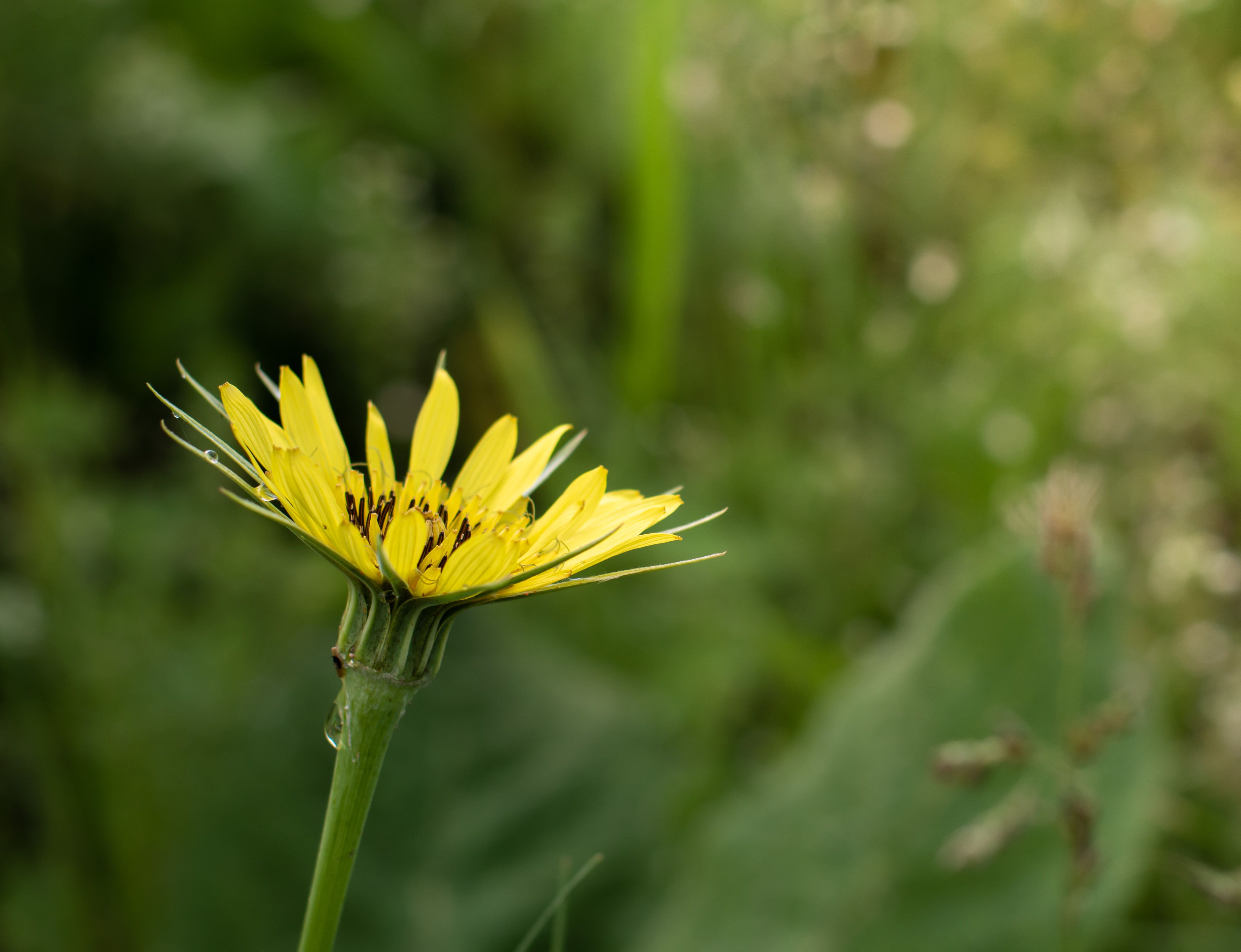 Simple Flower Photos, Download The BEST Free Simple Flower Stock Photos ...