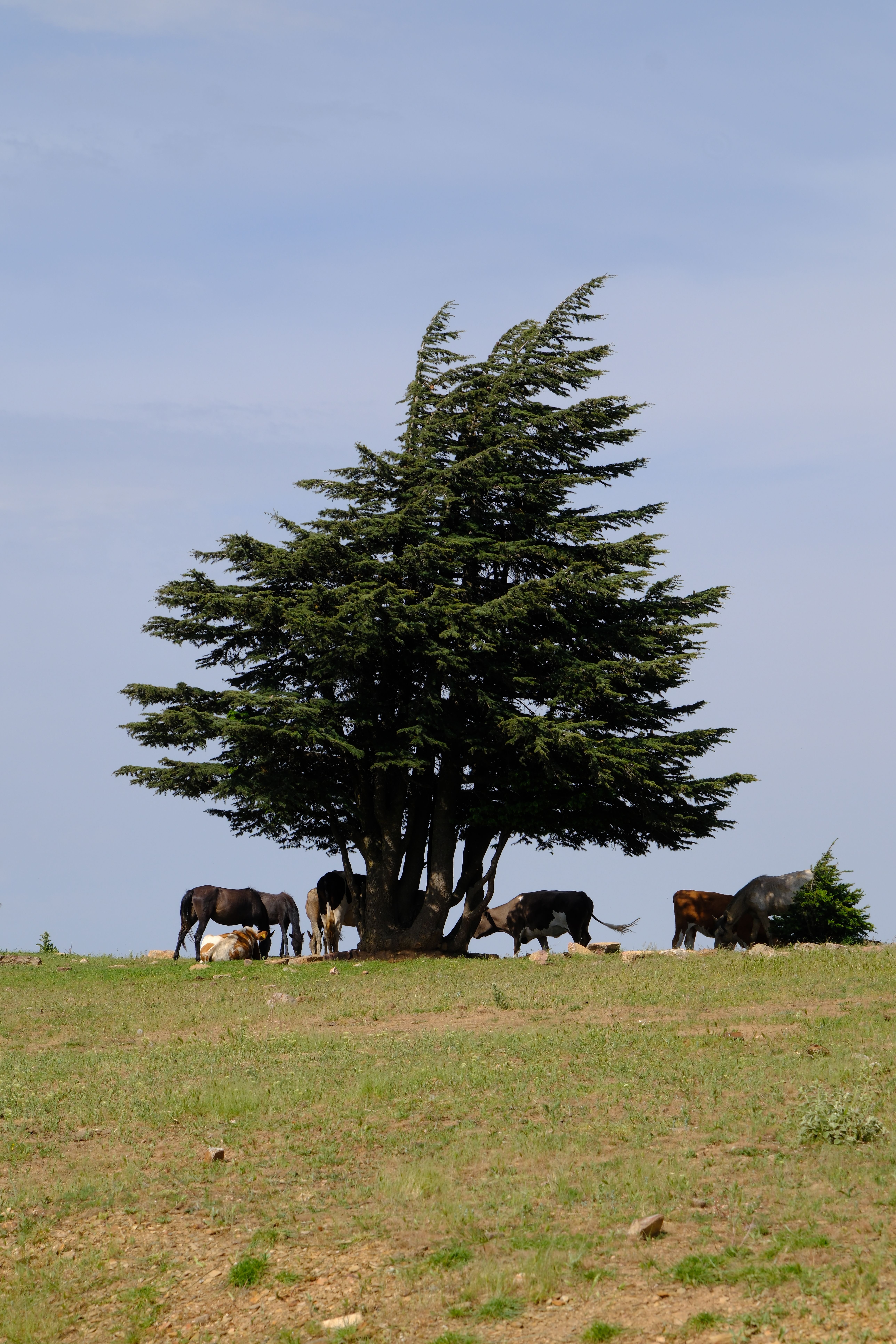 Cedar Tree Photos, Download The BEST Free Cedar Tree Stock Photos & HD ...