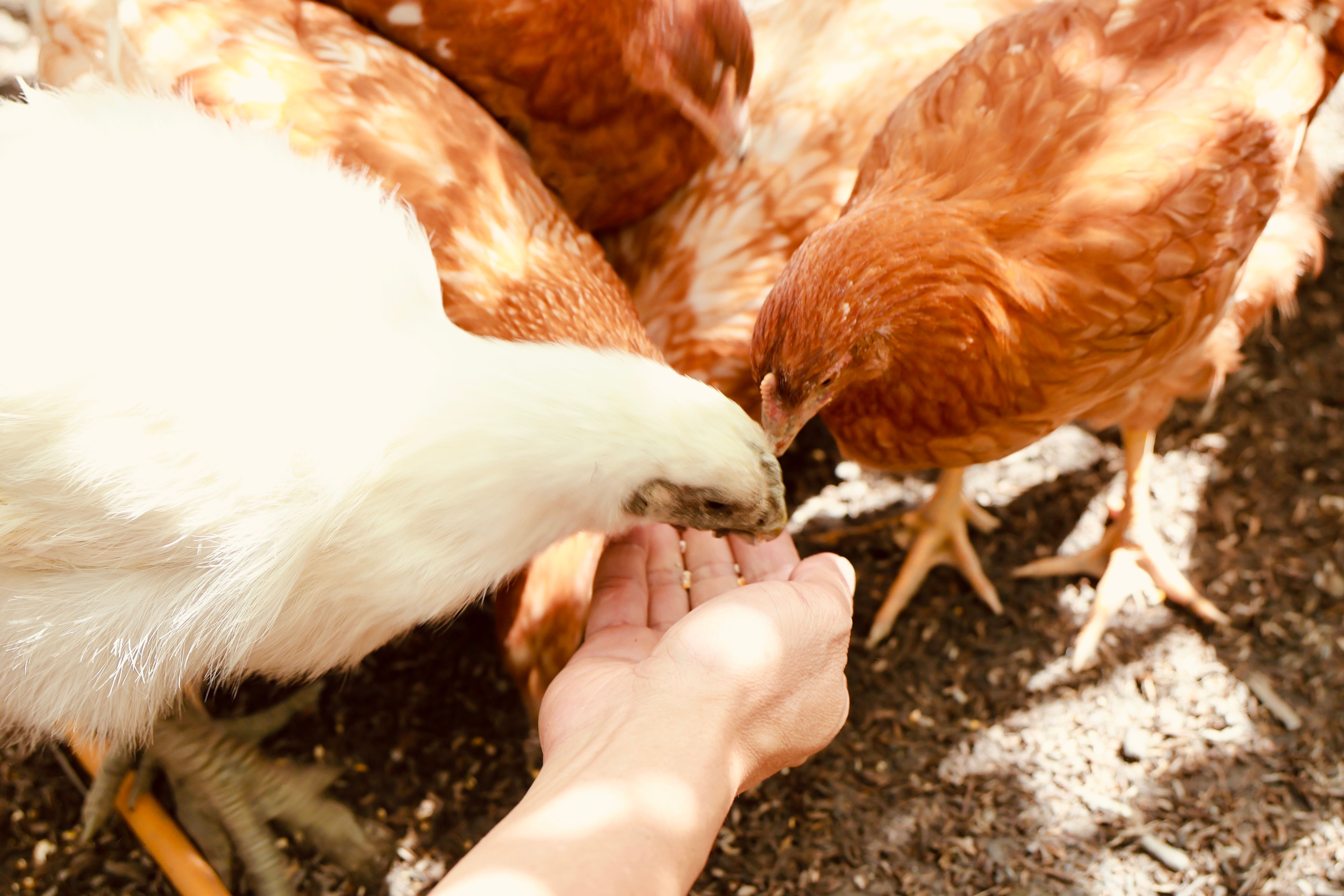 Chicken Design Photos, Download The BEST Free Chicken Design Stock ...