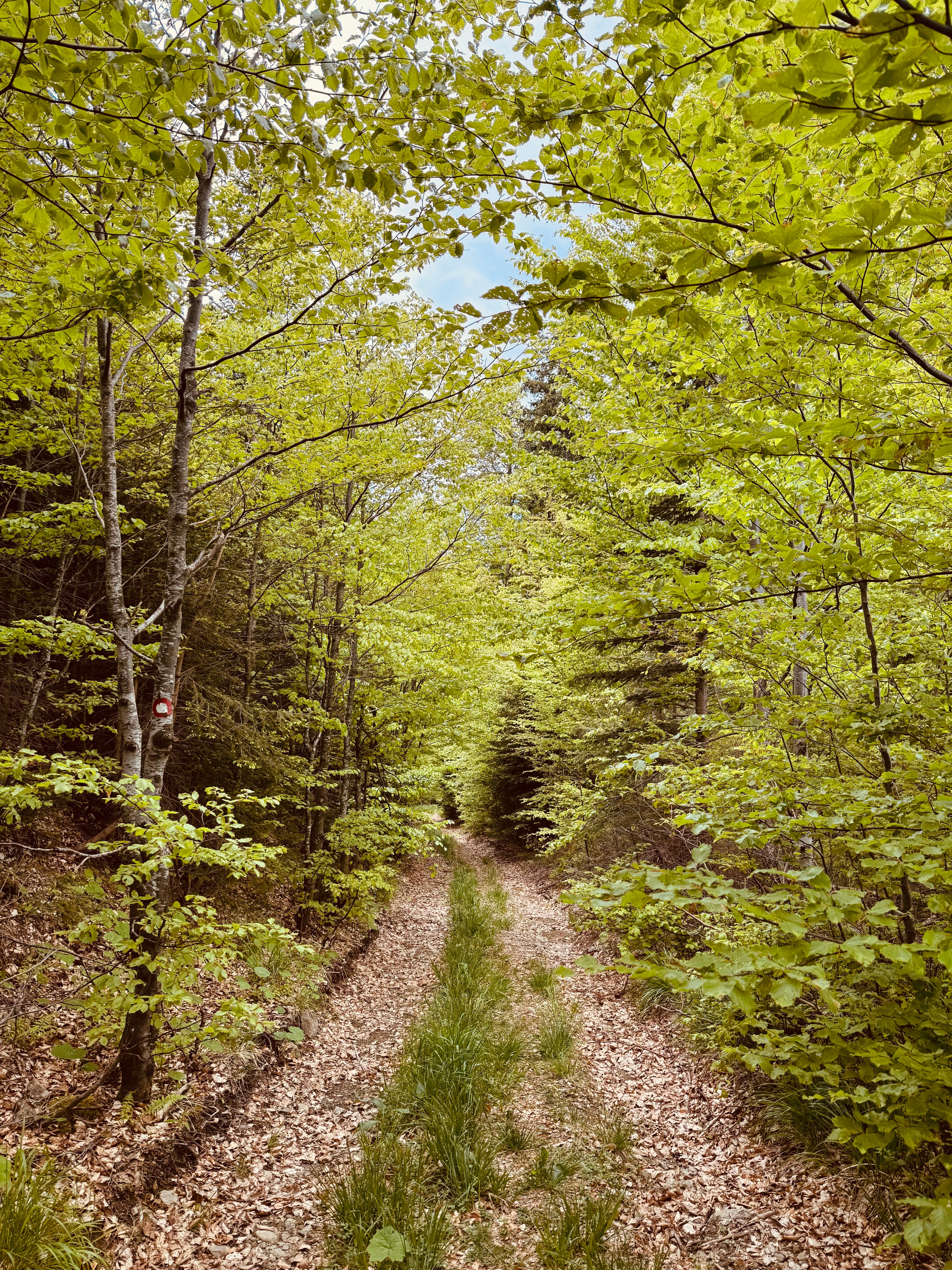 Idyllic forest path in lush spring greenery · Free Stock Photo