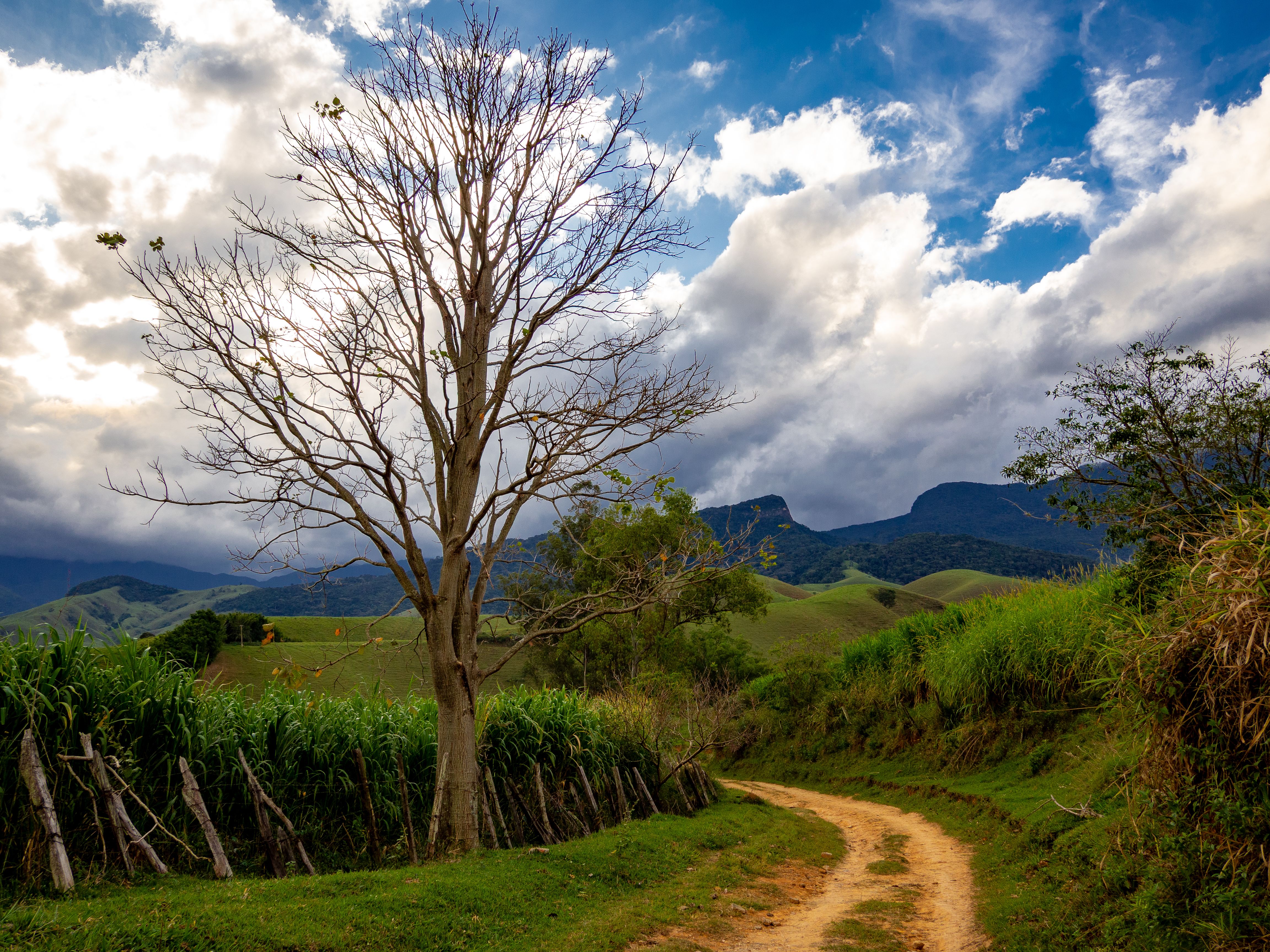 Scenic Countryside Path with Lone Tree · Free Stock Photo