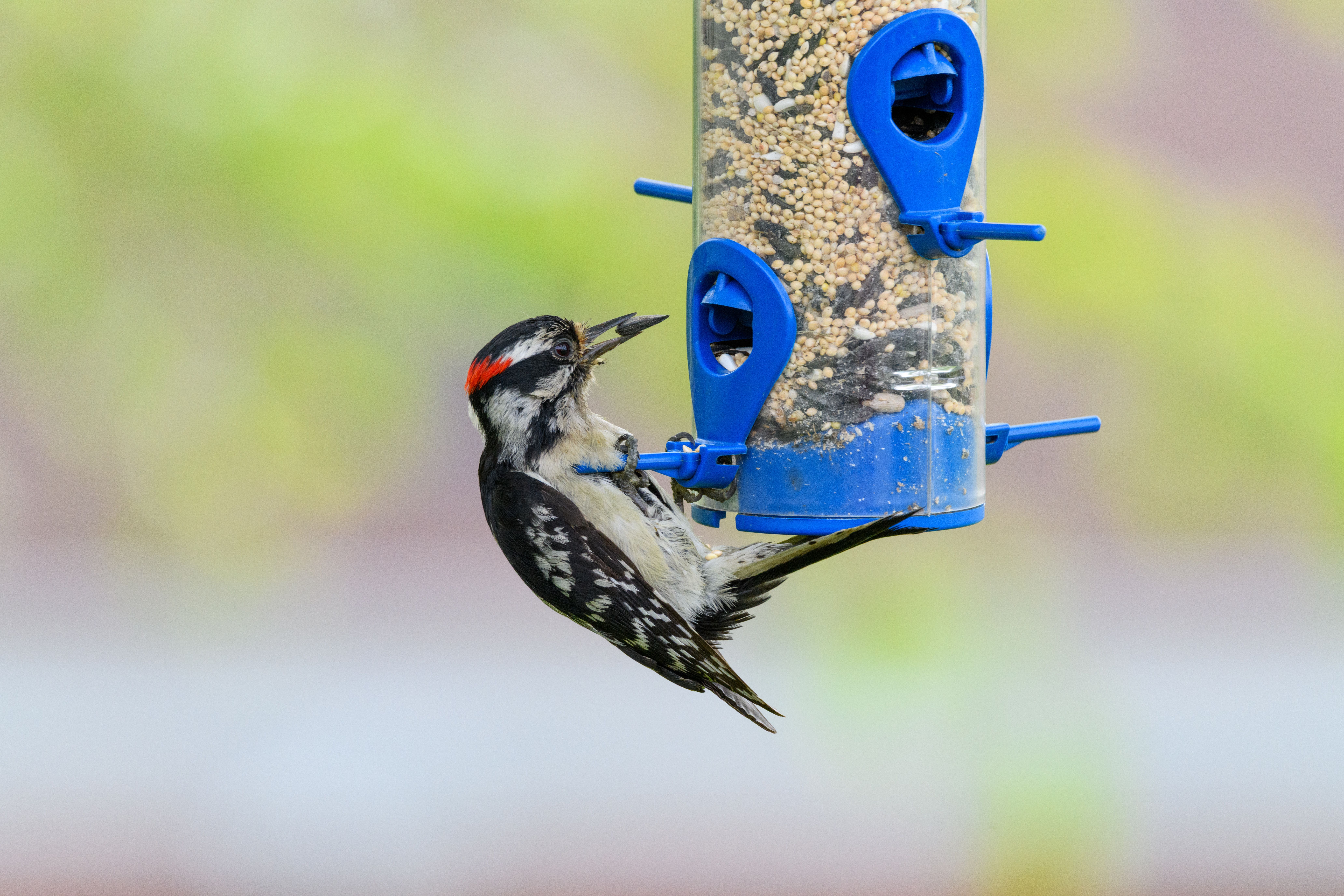 Close-Up of Woodpecker Feeding on Bird Feeder · Free Stock Photo