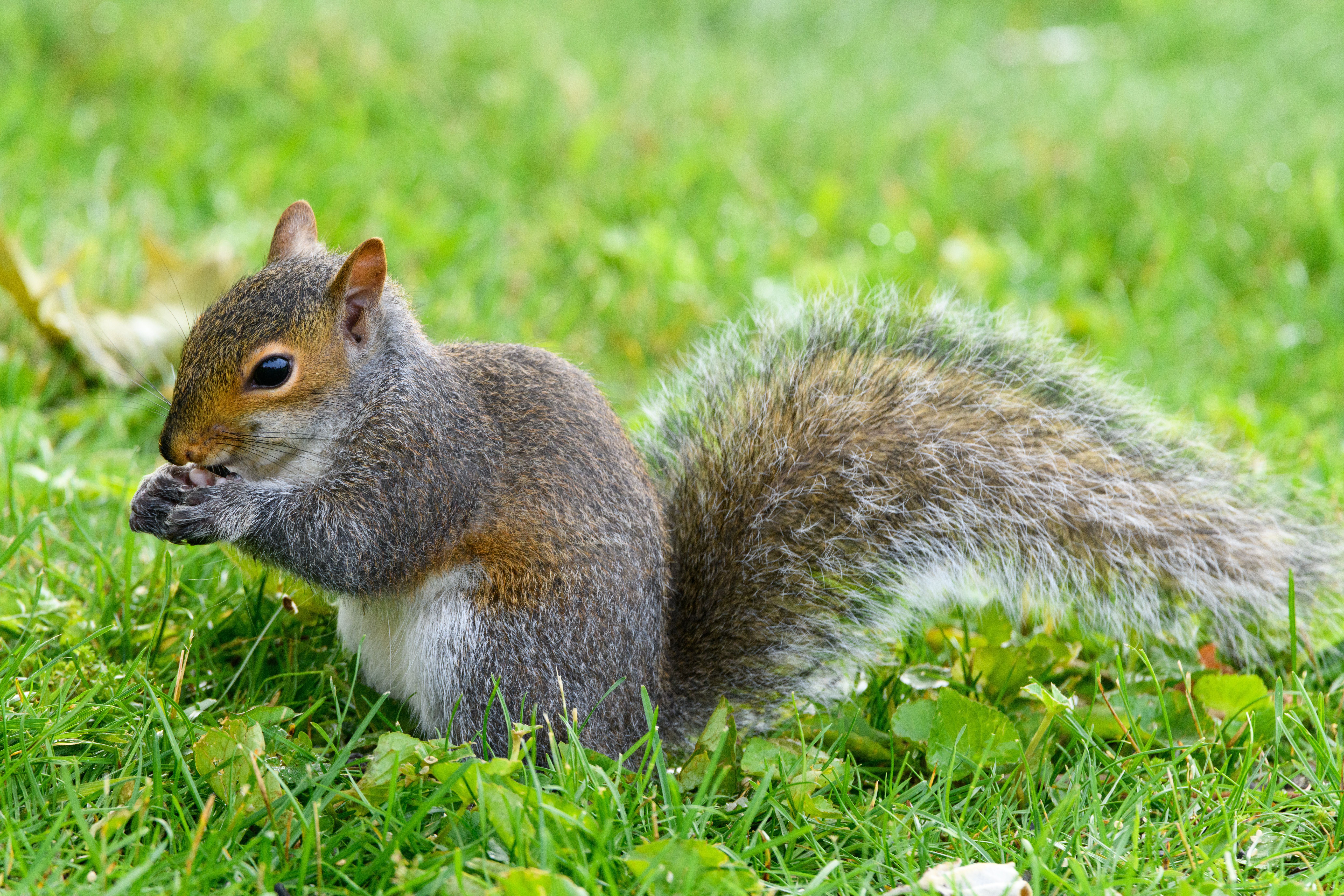 Close-up of Eastern Gray Squirrel on Green Grass · Free Stock Photo