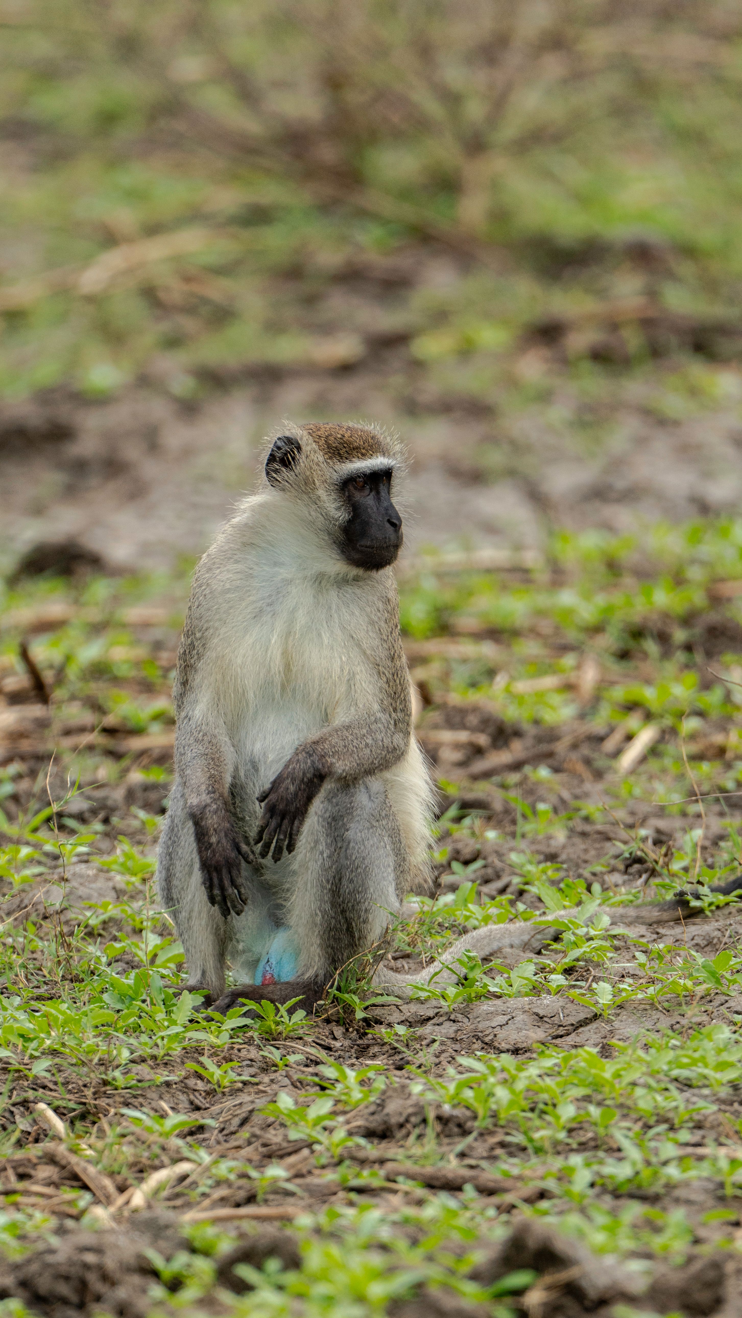 Vervet Monkey in Natural Habitat, Tanzania · Free Stock Photo