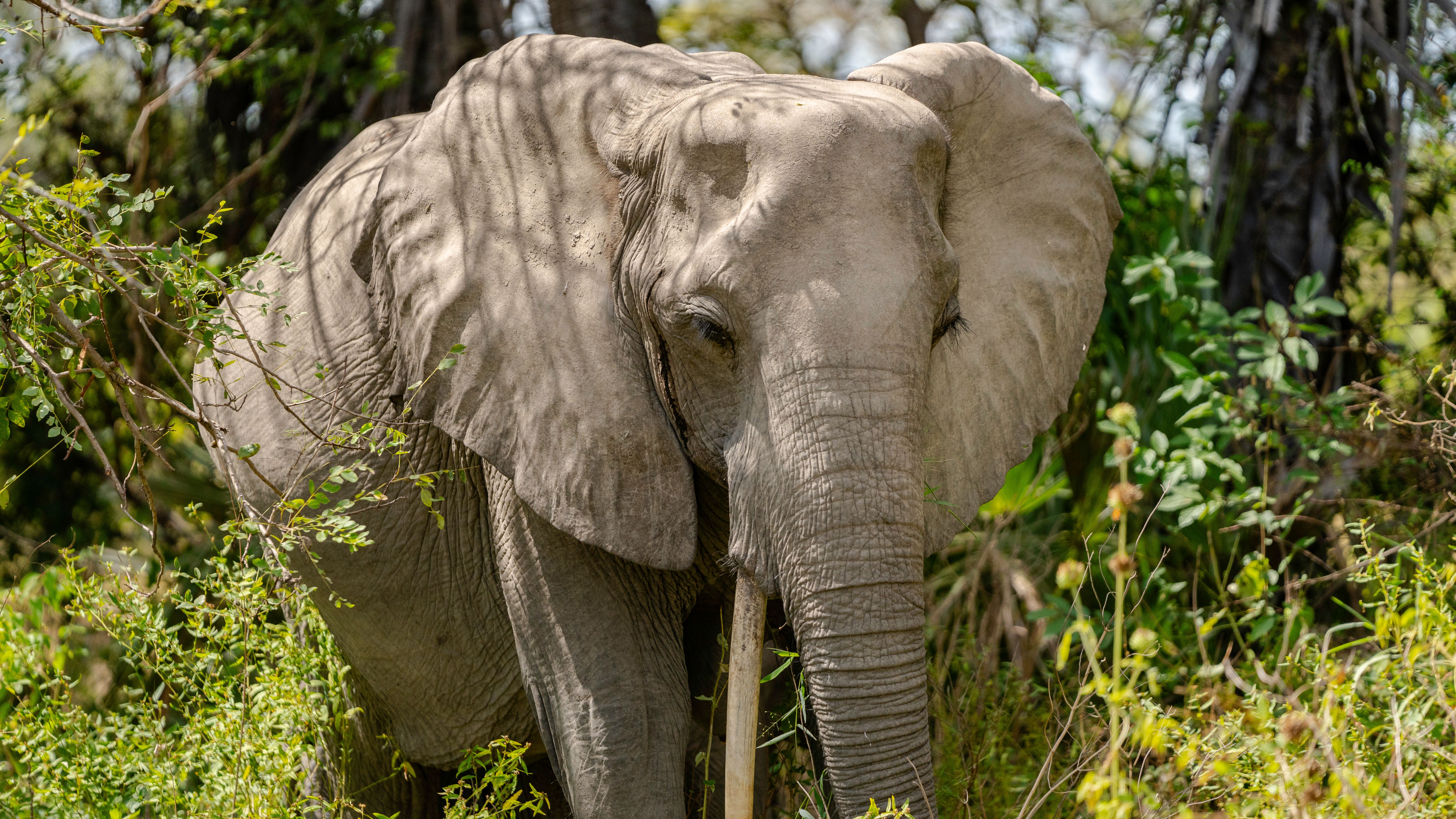 African Elephant in Tanzanian Wilderness · Free Stock Photo