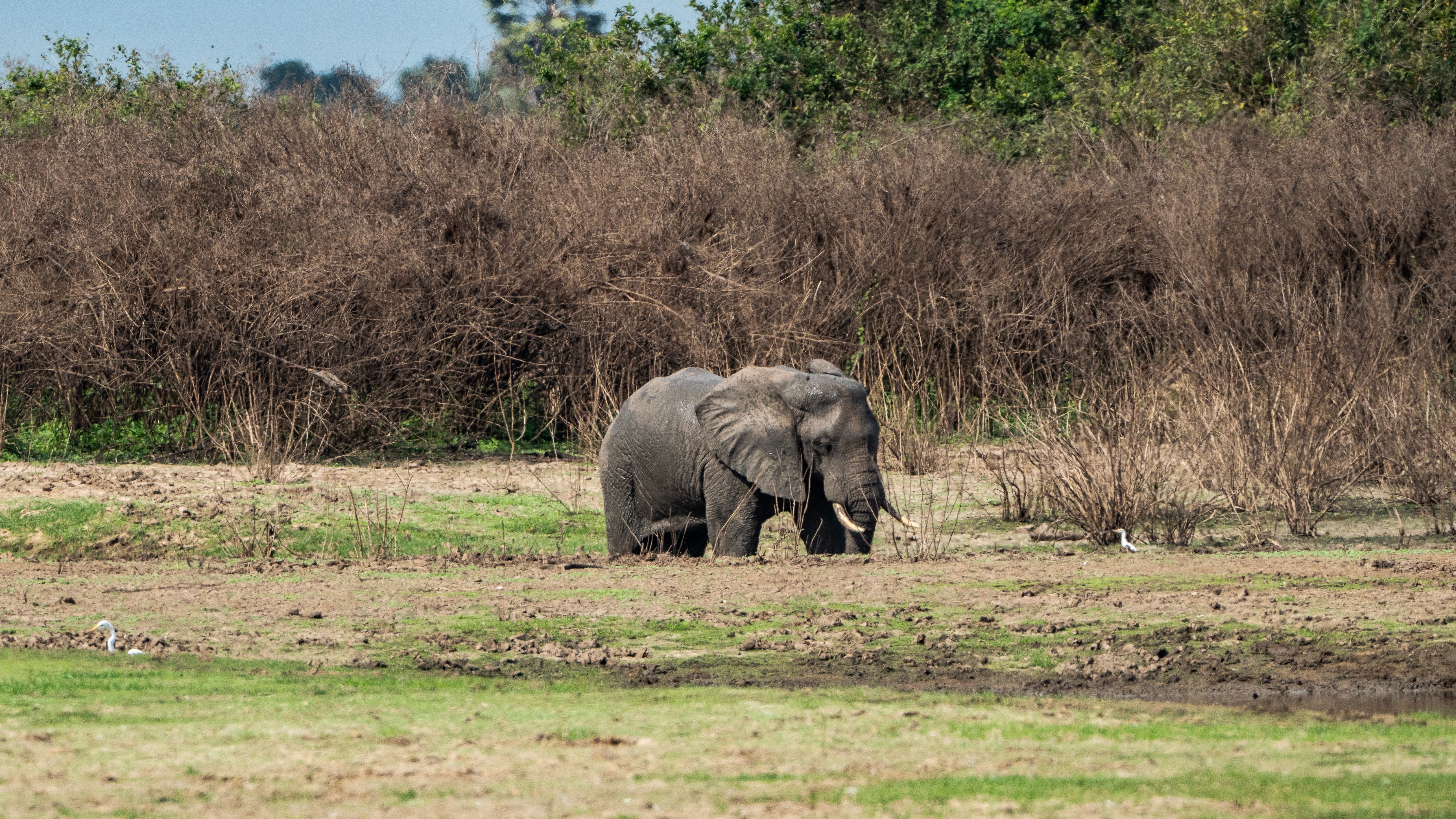 African Elephant in Tanzanian Wilderness · Free Stock Photo