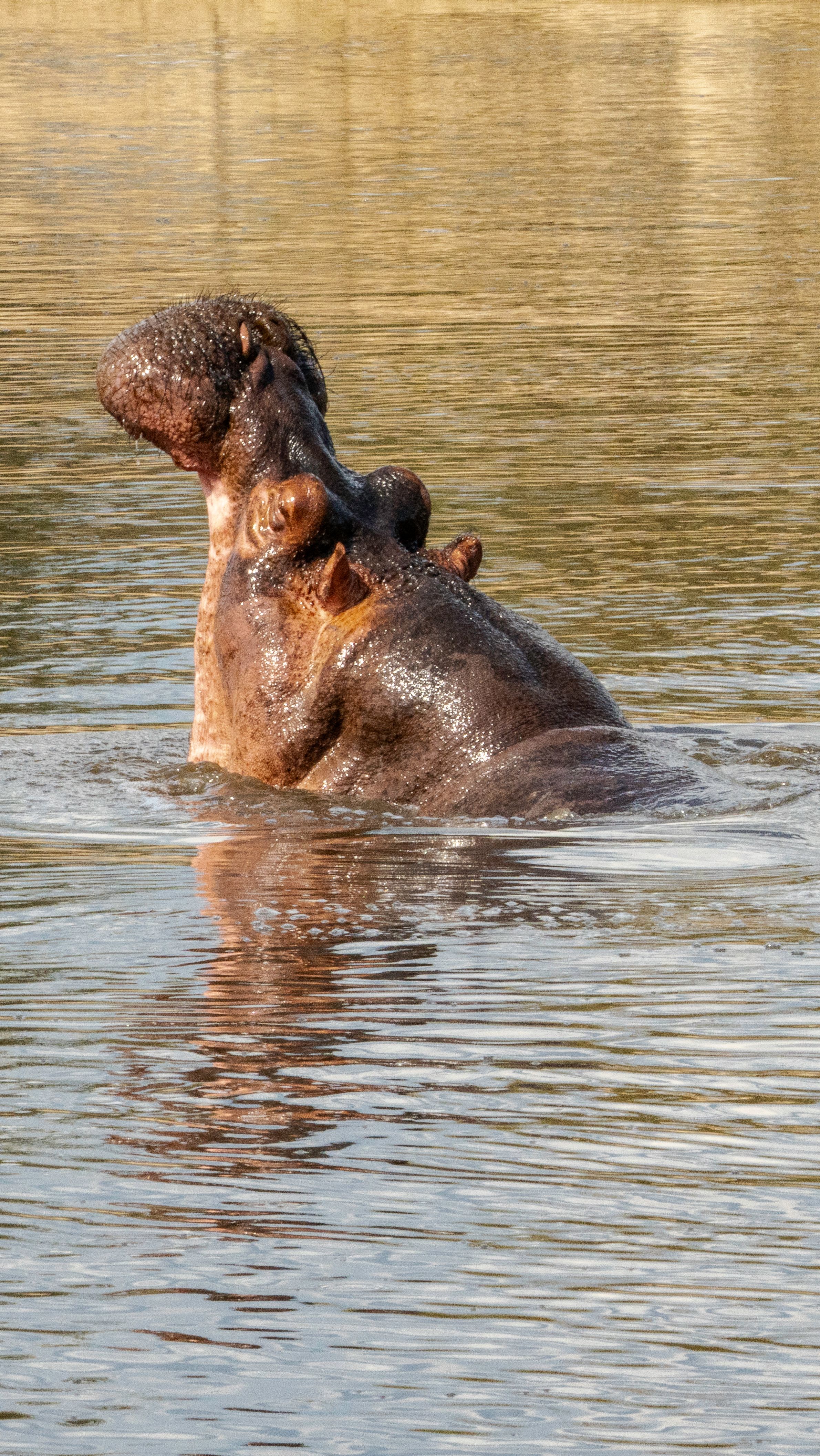 Hippo Yawning in Lake, Tanzania Wildlife Scene · Free Stock Photo