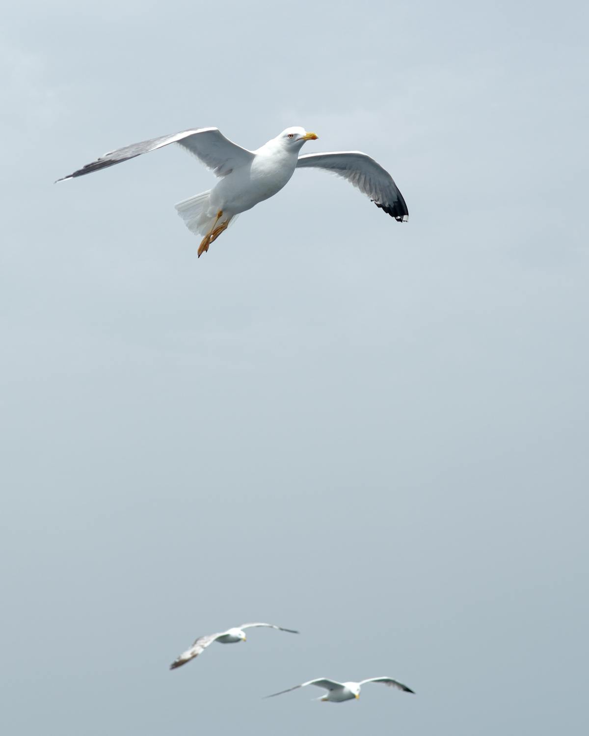 Bing+Homepage+Quiz+Jigsaw+Puzzles+2015images+Free+Download Photos ...