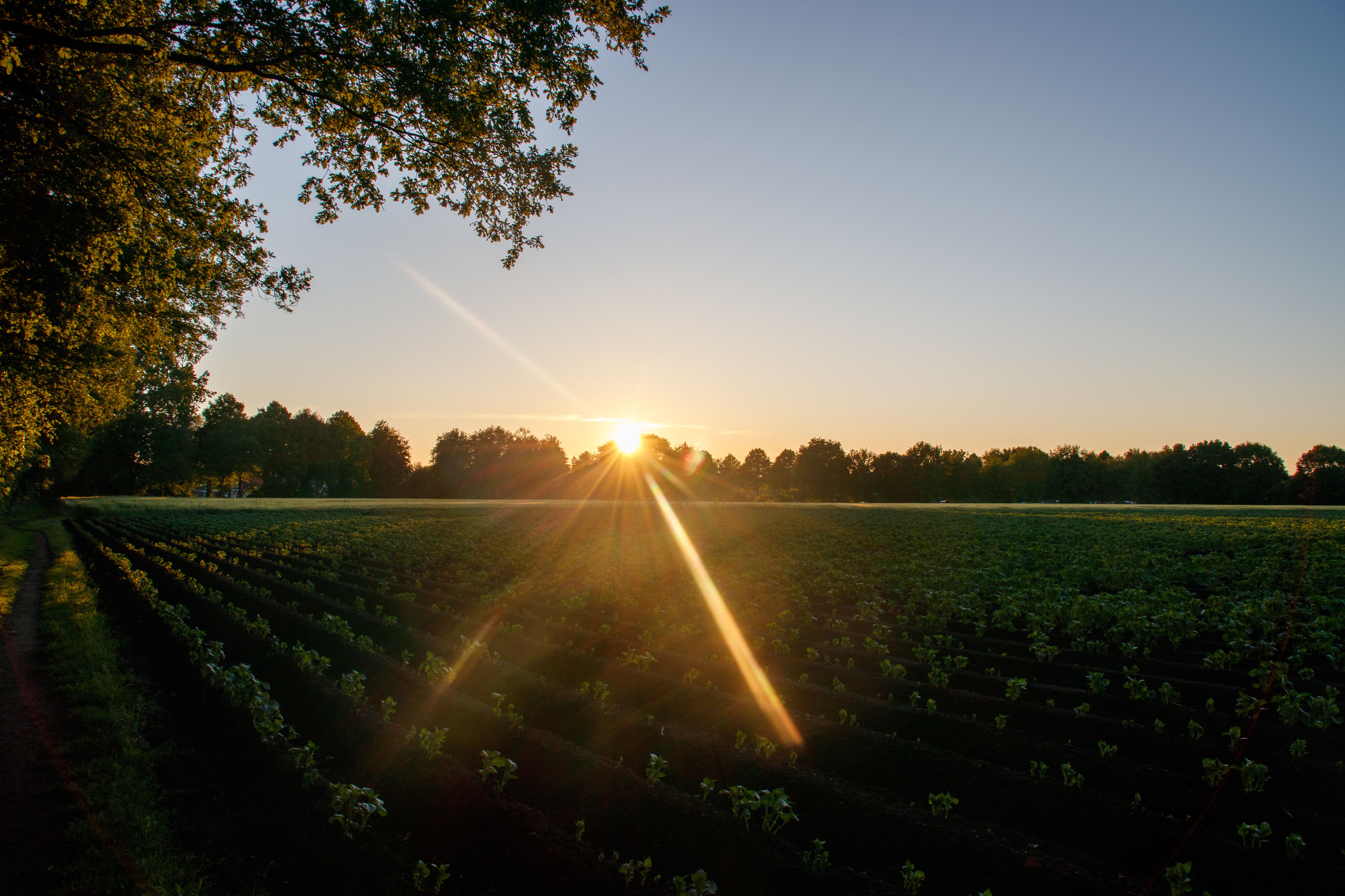Sunrise Over Lush Green Farm Fields in Summer · Free Stock Photo