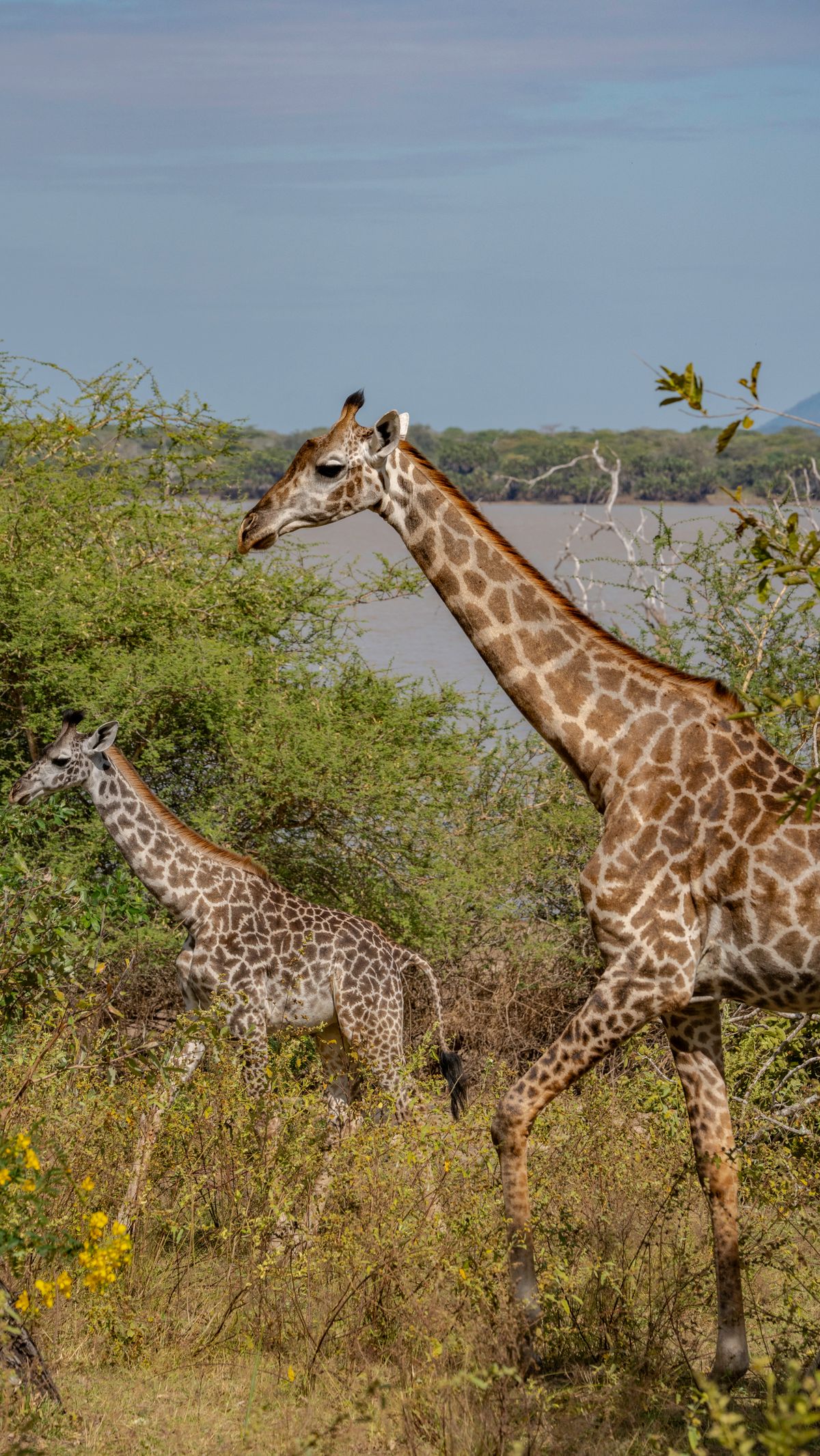 Wildlife Giraffe Photos, Download The BEST Free Wildlife Giraffe Stock ...
