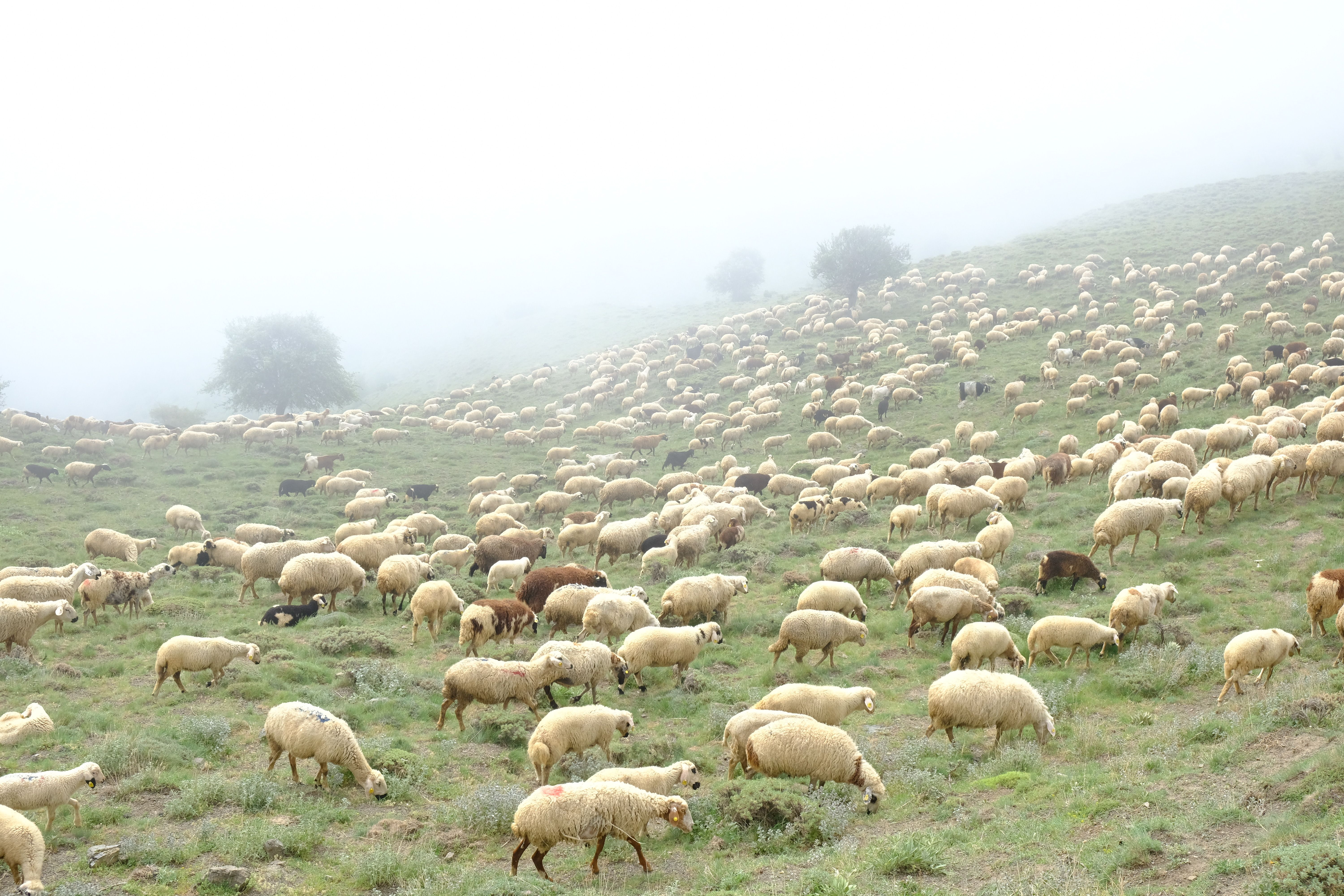 Flock of Sheep Grazing on Misty Hillside in Ankara · Free Stock Photo