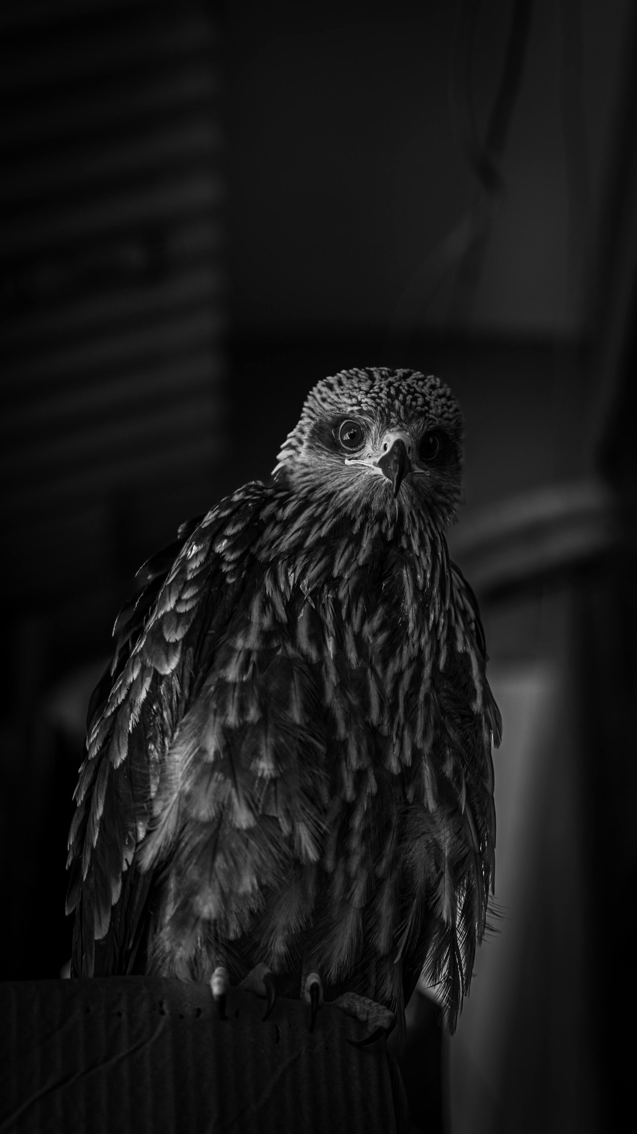 High Contrast Photos, Download The BEST Free High Contrast Stock Photos ...