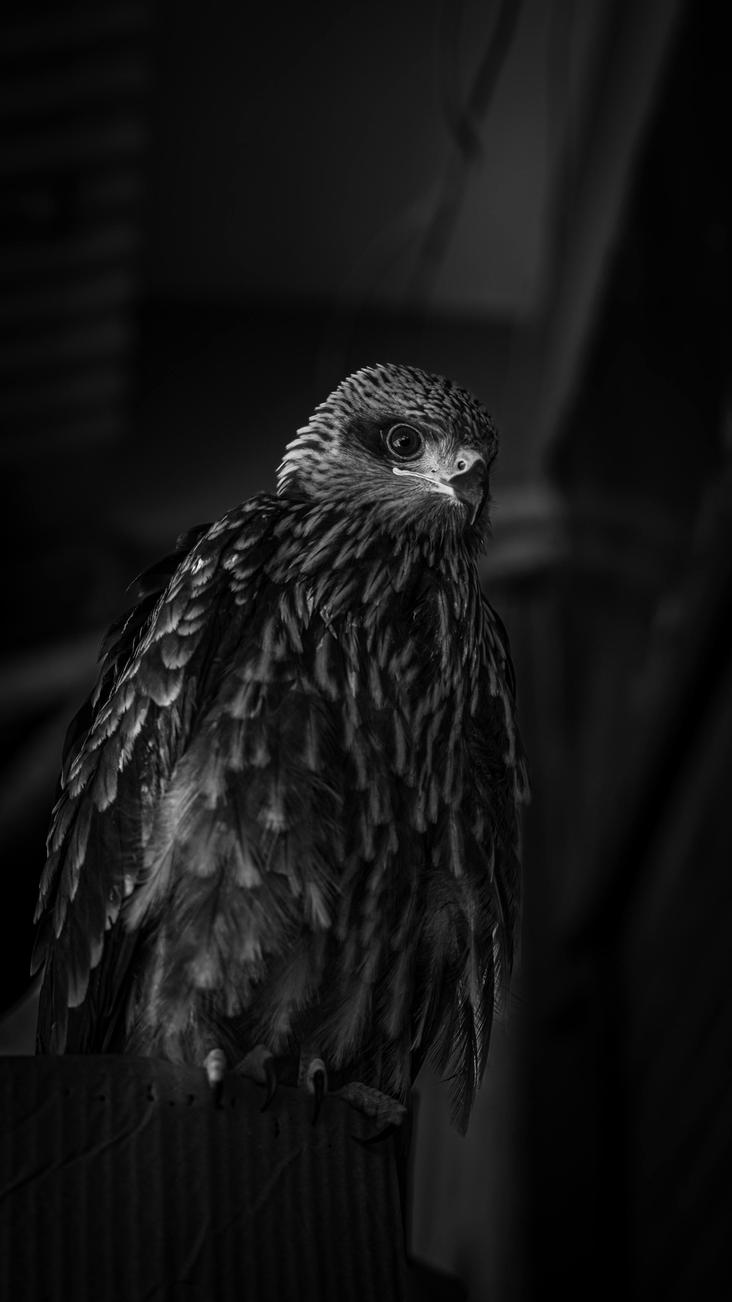 Tricia+Mclaughlin+Images Photos, Download The BEST Free Tricia ...