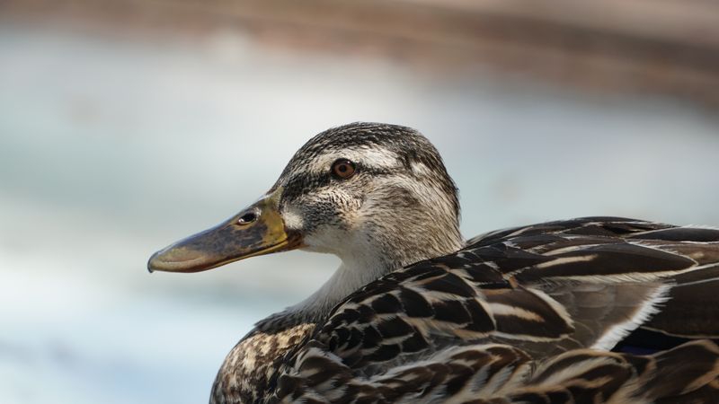 Duck+Pfp Photos, Download The BEST Free Duck+Pfp Stock Photos & HD Images
