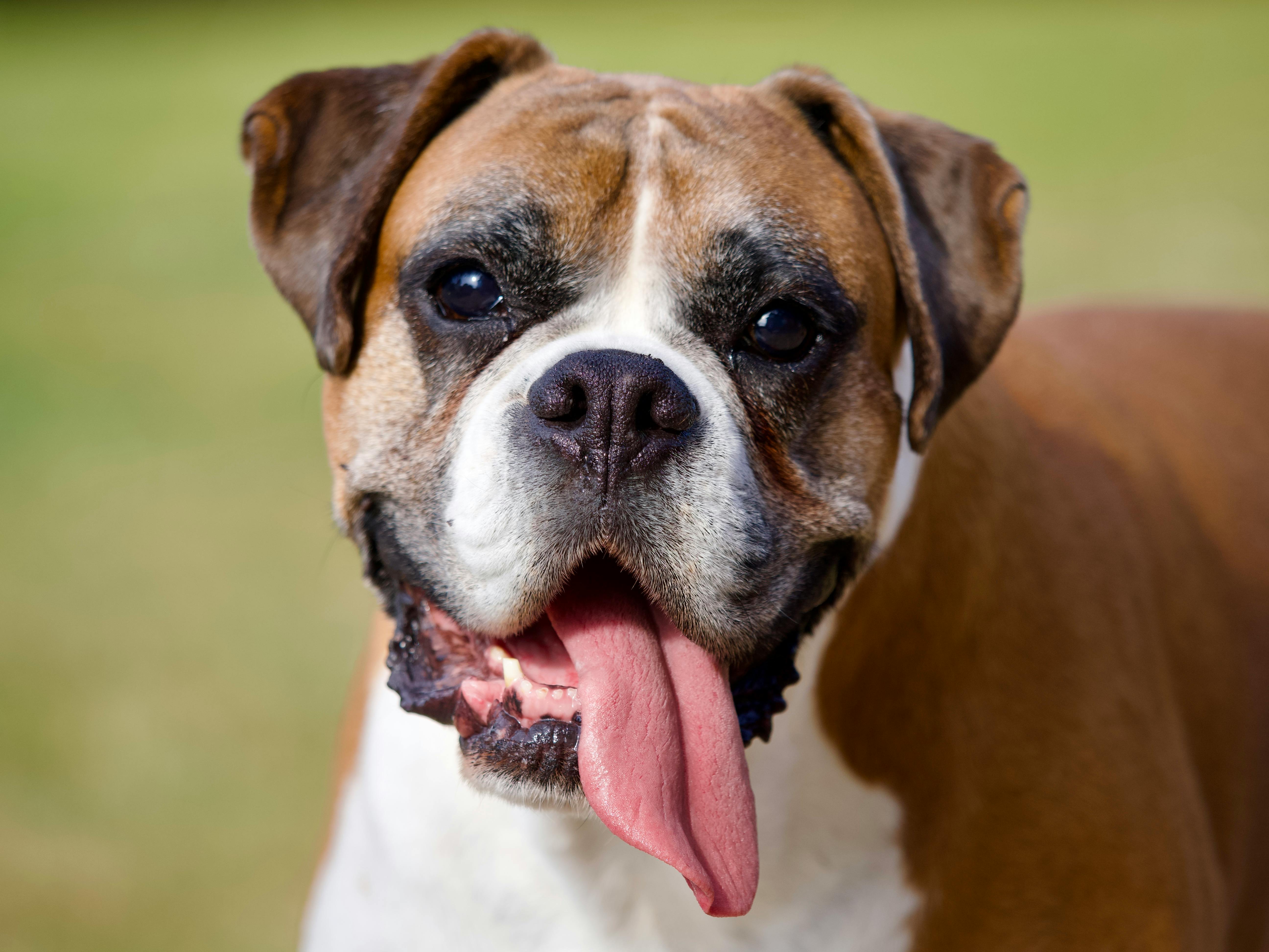 Friendly Boxer Dog Portrait in Sunlight · Free Stock Photo