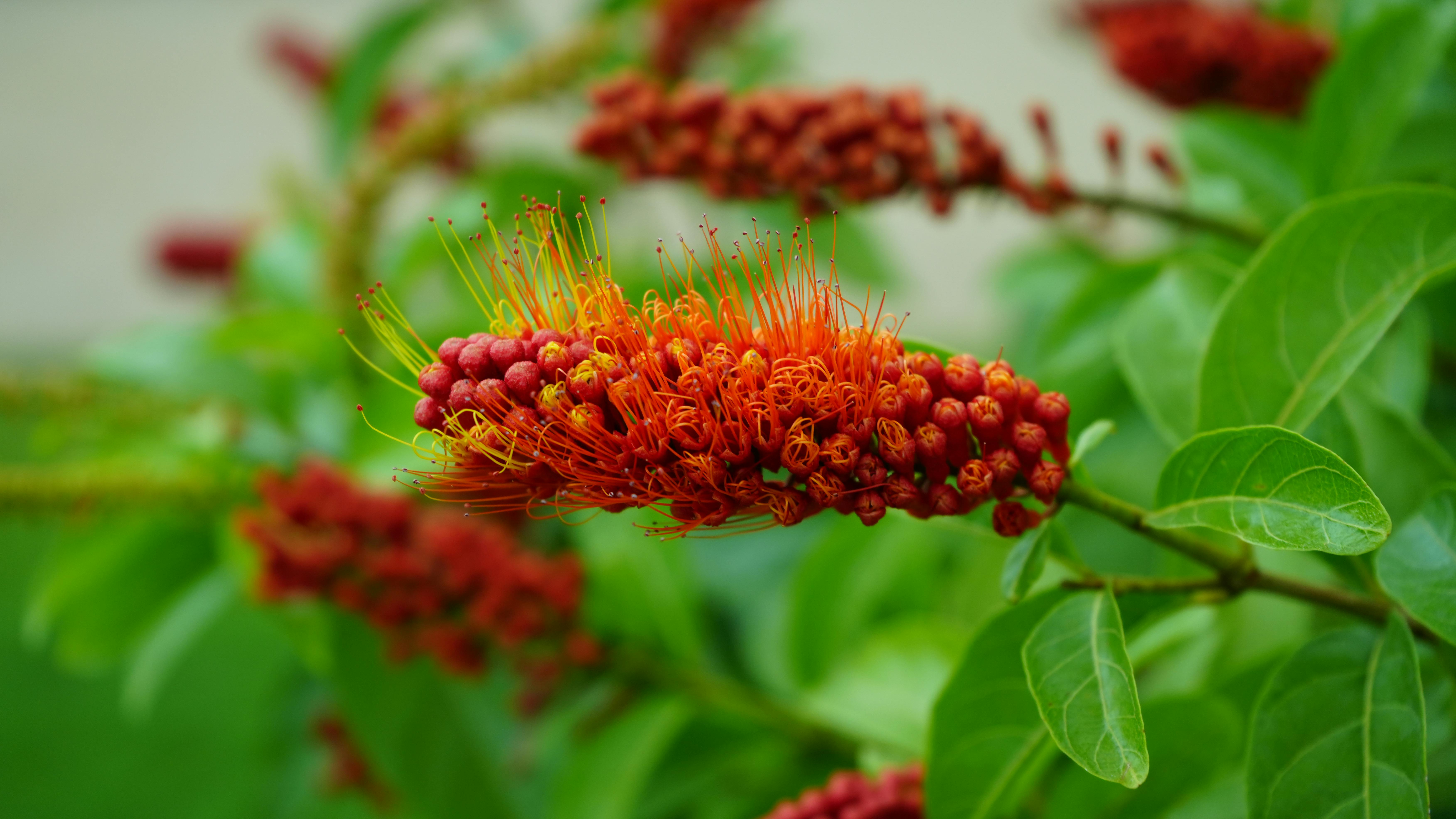 Flower Bukey Photos, Download The BEST Free Flower Bukey Stock Photos ...