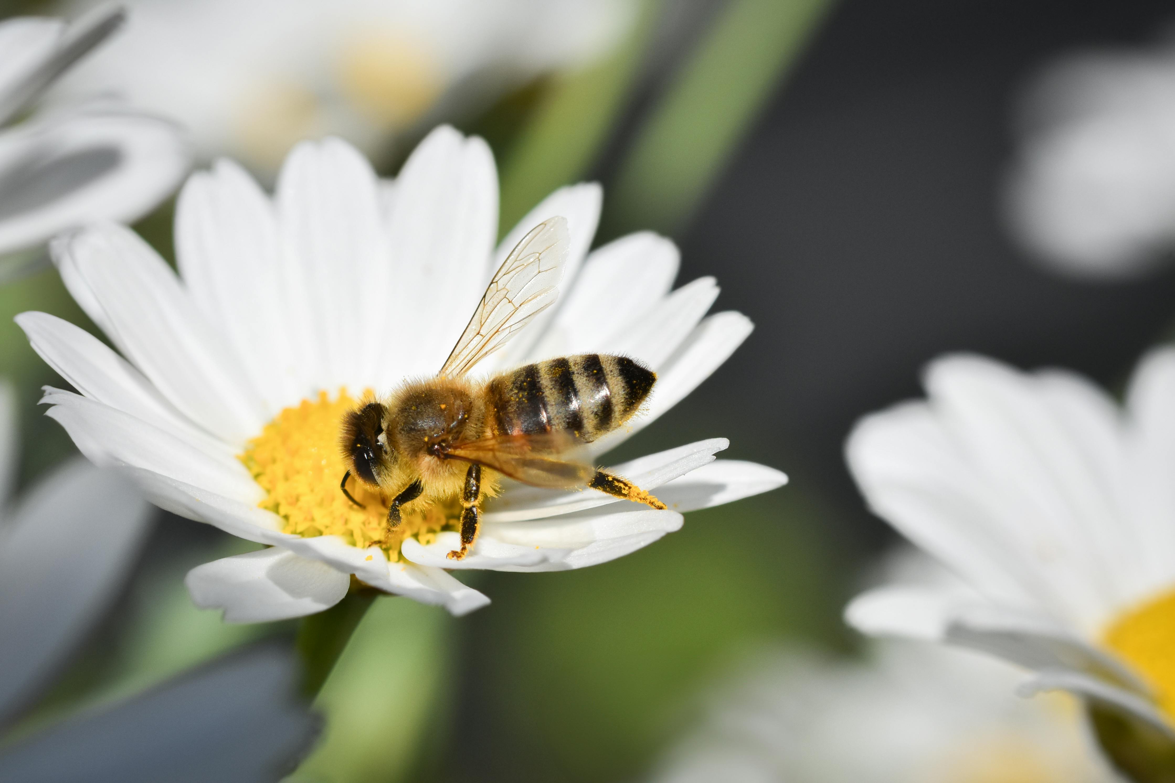 Flower Bukey Photos, Download The BEST Free Flower Bukey Stock Photos ...