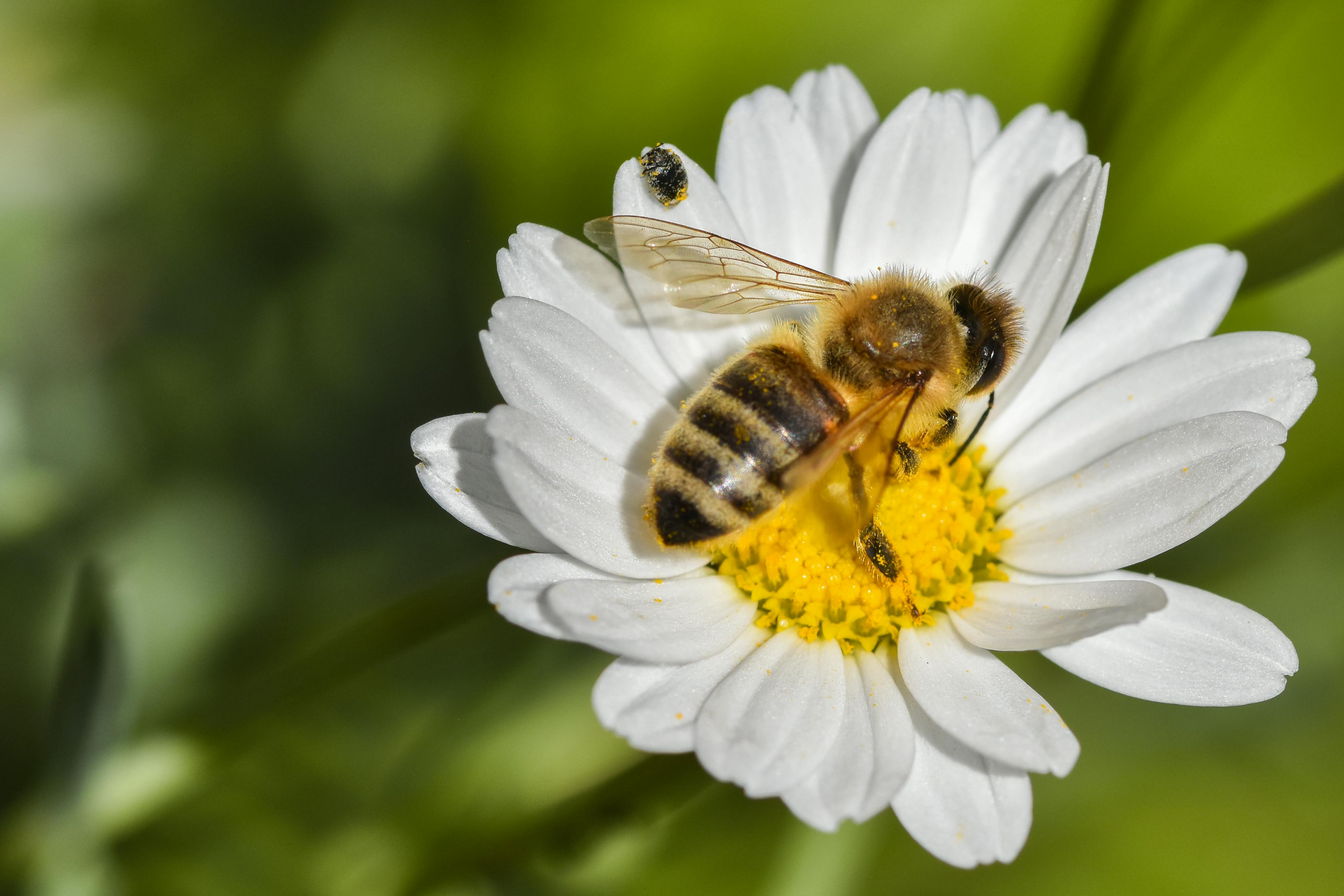 Pollination Photos, Download The BEST Free Pollination Stock Photos ...