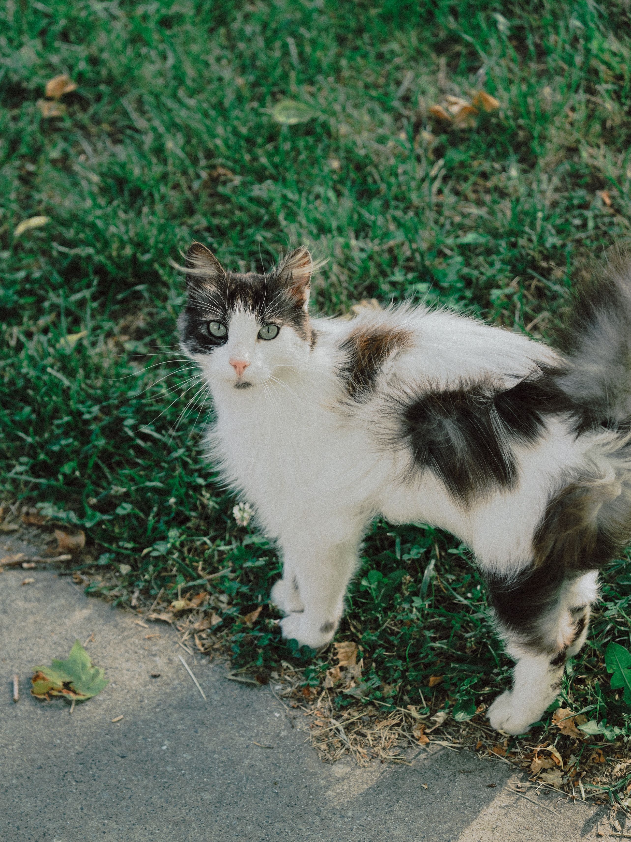 Fluffy Domestic Cat Standing on Grass Outdoors · Free Stock Photo