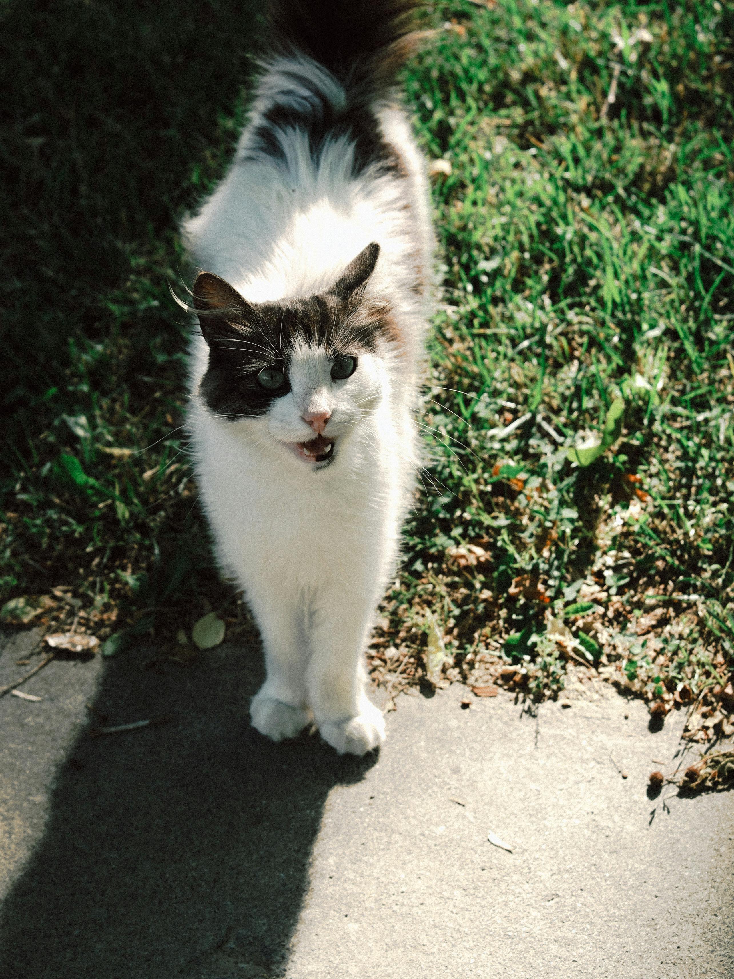 Cat Looking Right Photos, Download The BEST Free Cat Looking Right ...