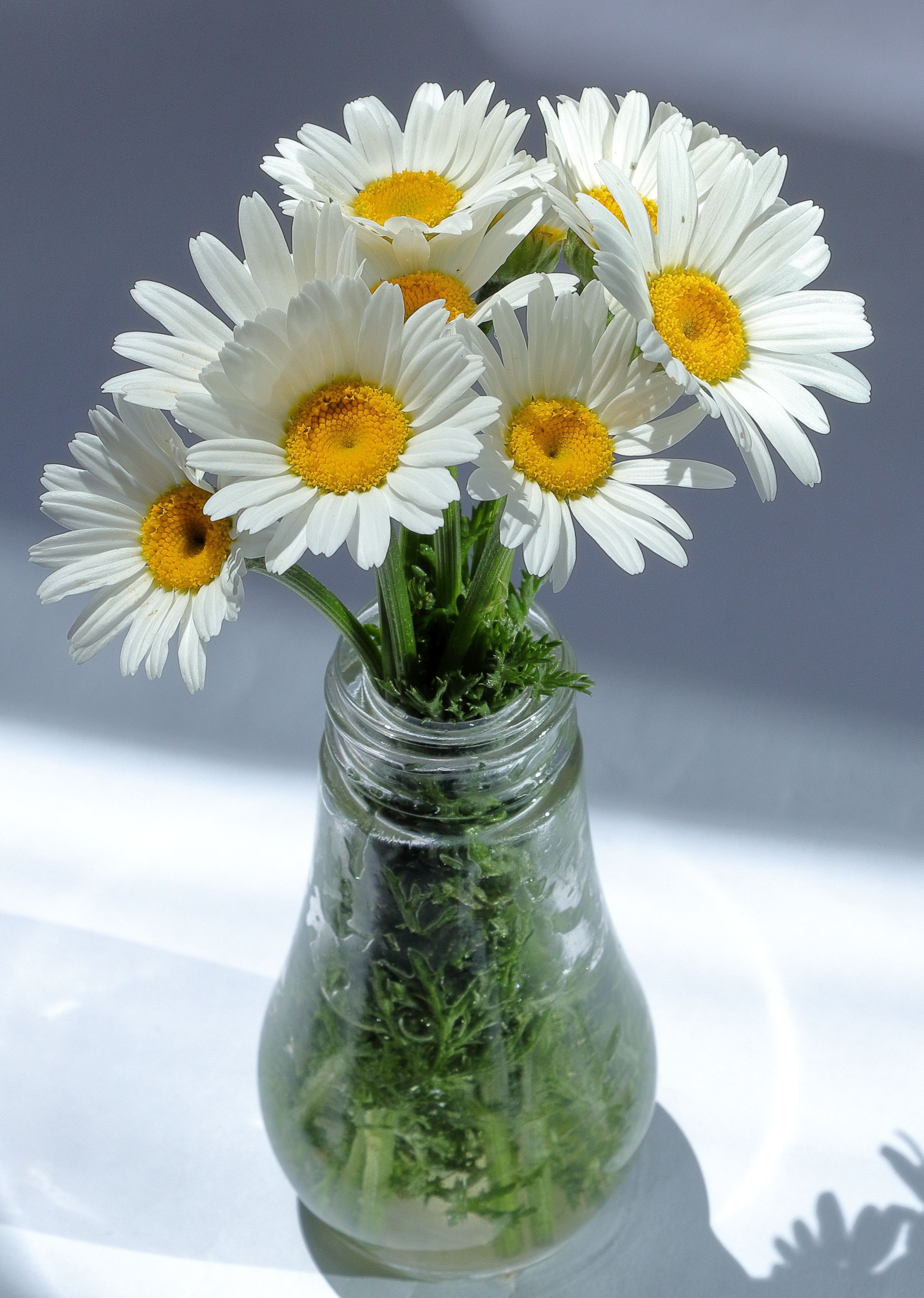 Simple Flower Photos, Download The BEST Free Simple Flower Stock Photos ...