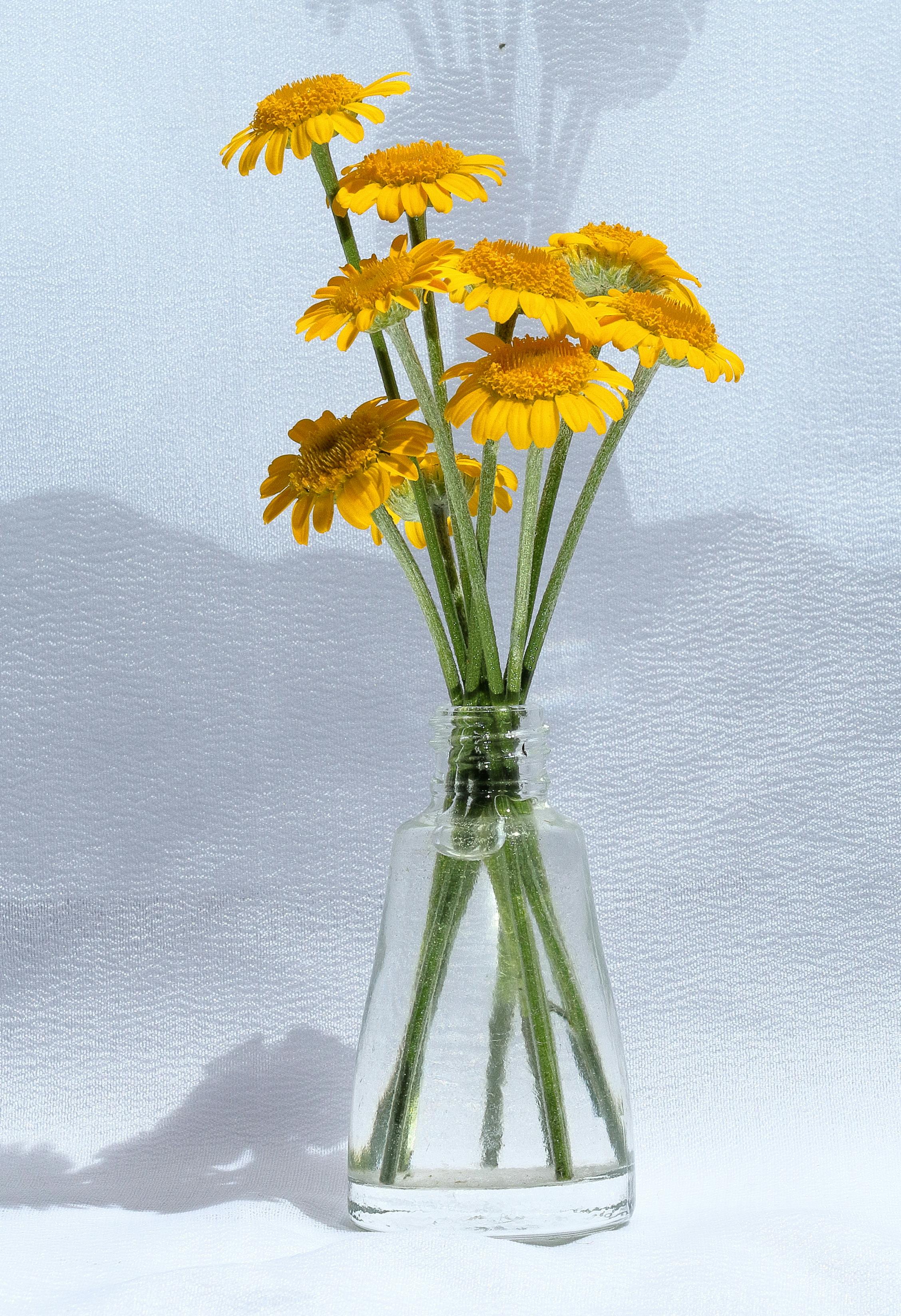 Floral Design Photos, Download The BEST Free Floral Design Stock Photos ...