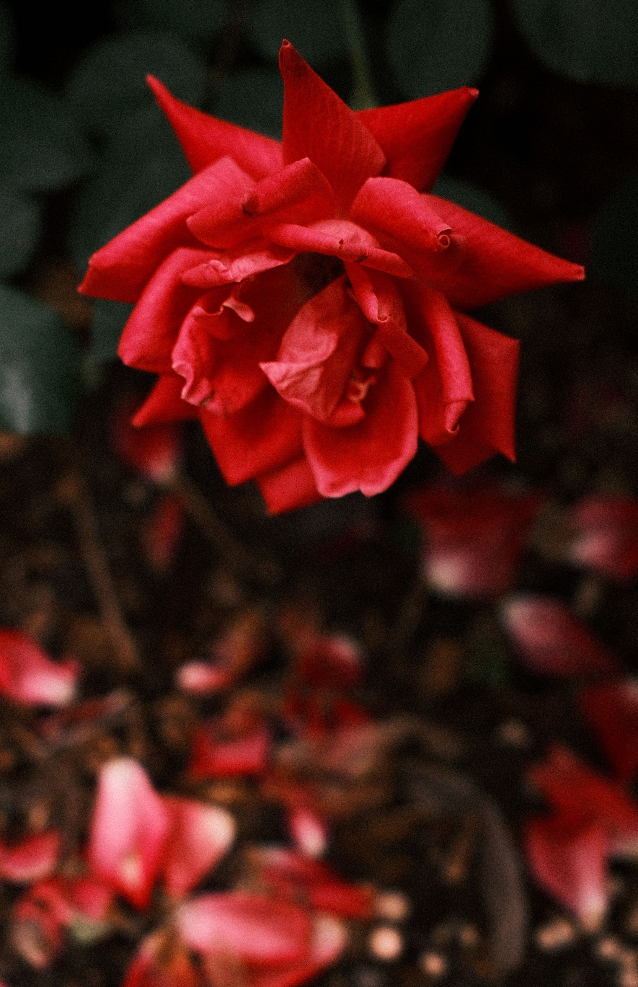 Red Rose Photos, Download The BEST Free Red Rose Stock Photos & HD Images
