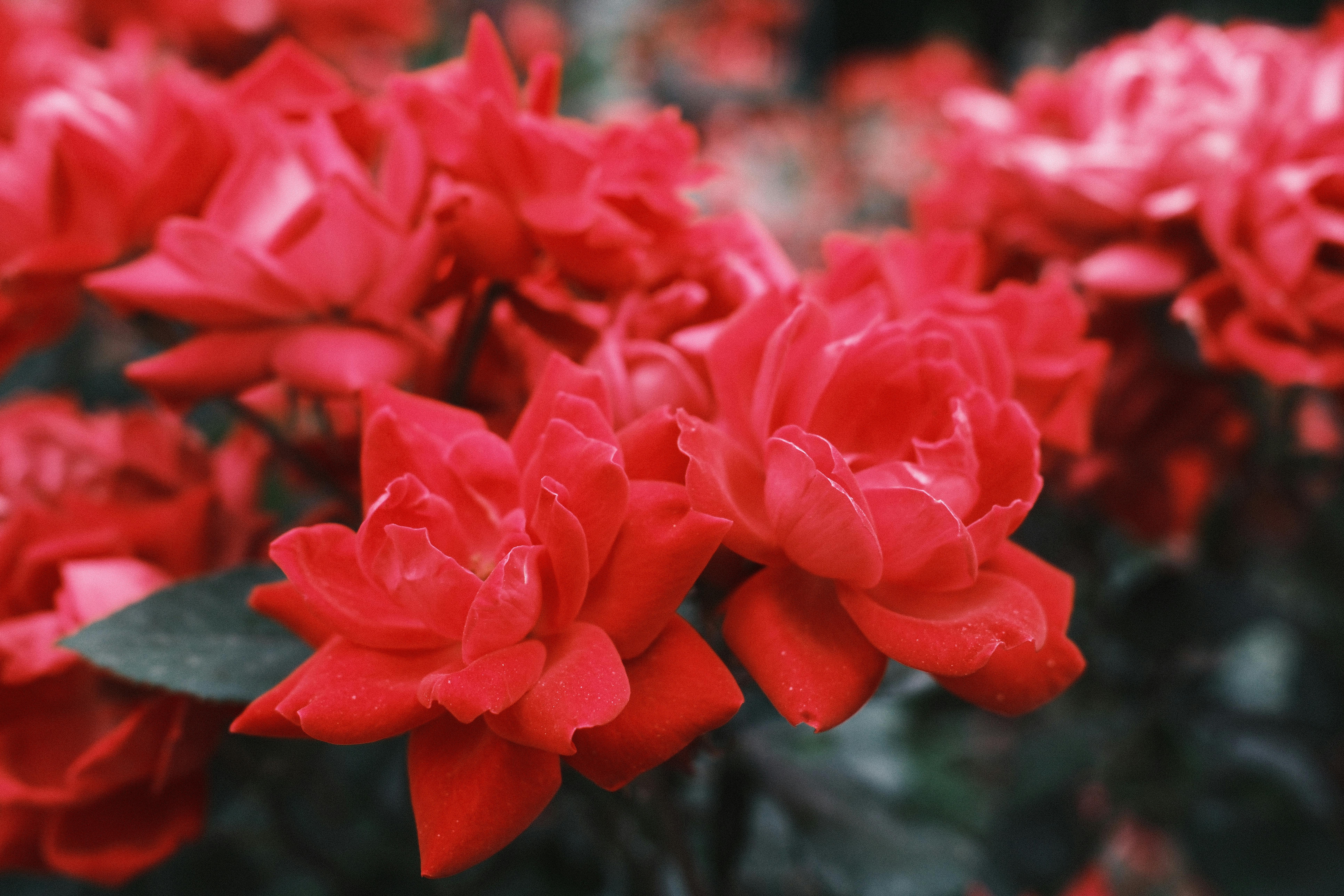 Vibrant Close-up of Blooming Red Roses · Free Stock Photo