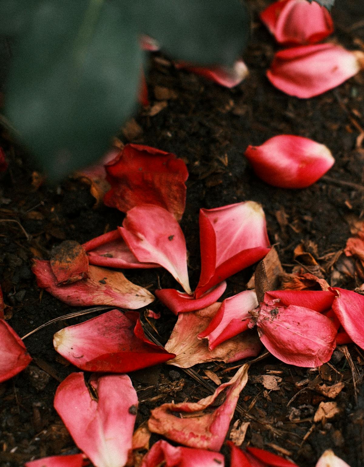 Rose In Ground With Shatter Petals Photos, Download The BEST Free Rose ...